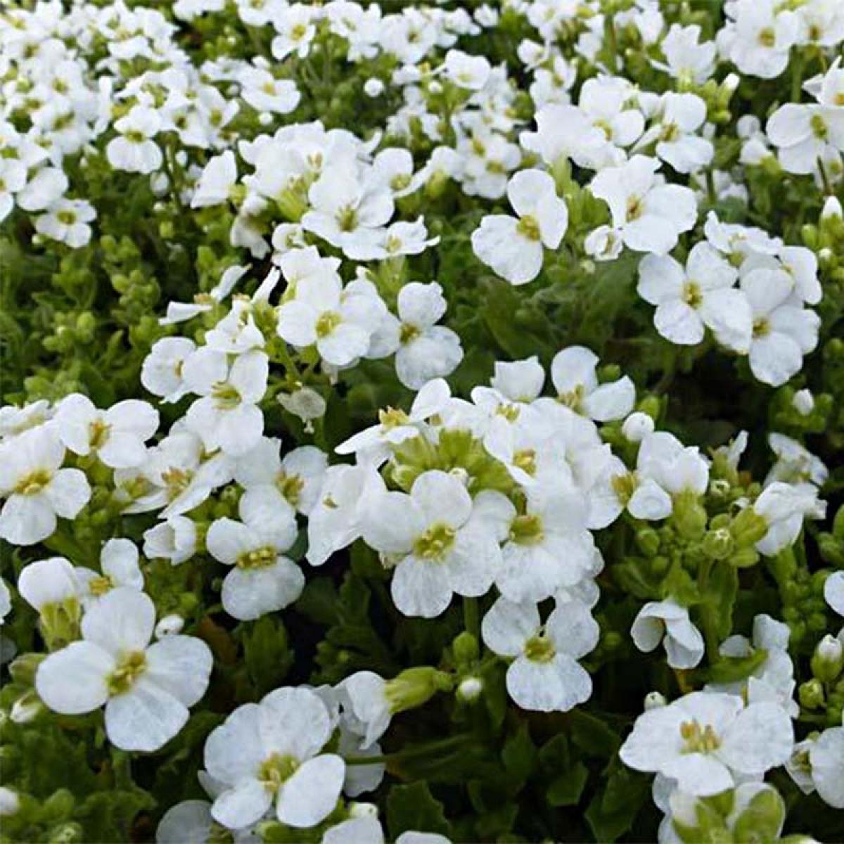 Arabis caucasia Snowcap (Schneehaube) - Corbeille d'argent compacte et ...