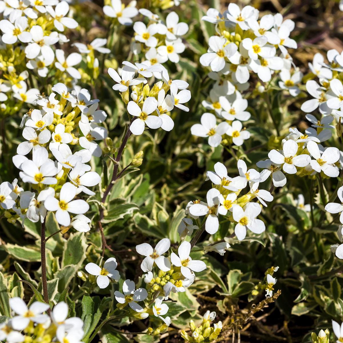 Arabis caucasica Variegata - Corbeille d'Argent panachée