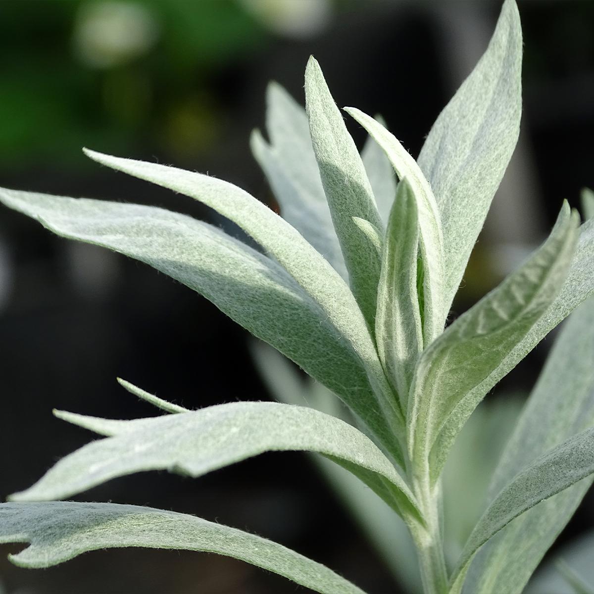 Artemisia ludoviciana Valerie Finnis – Armoise à feuillage lancéolé ...