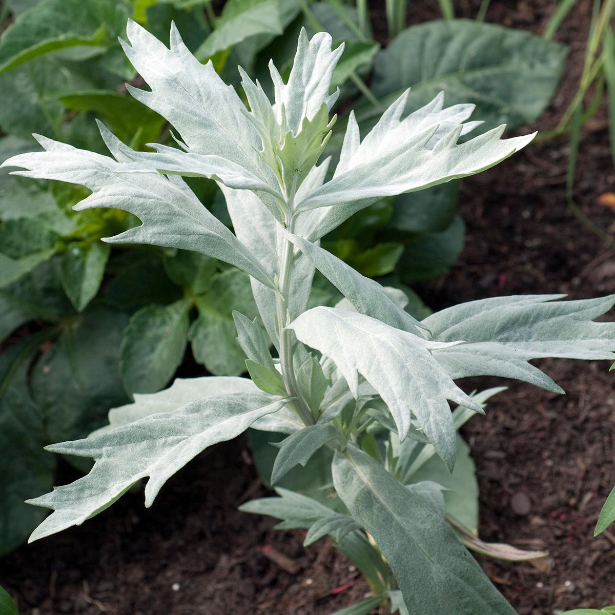 Artemisia ludoviciana Valerie Finnis – Armoise à feuillage lancéolé ...
