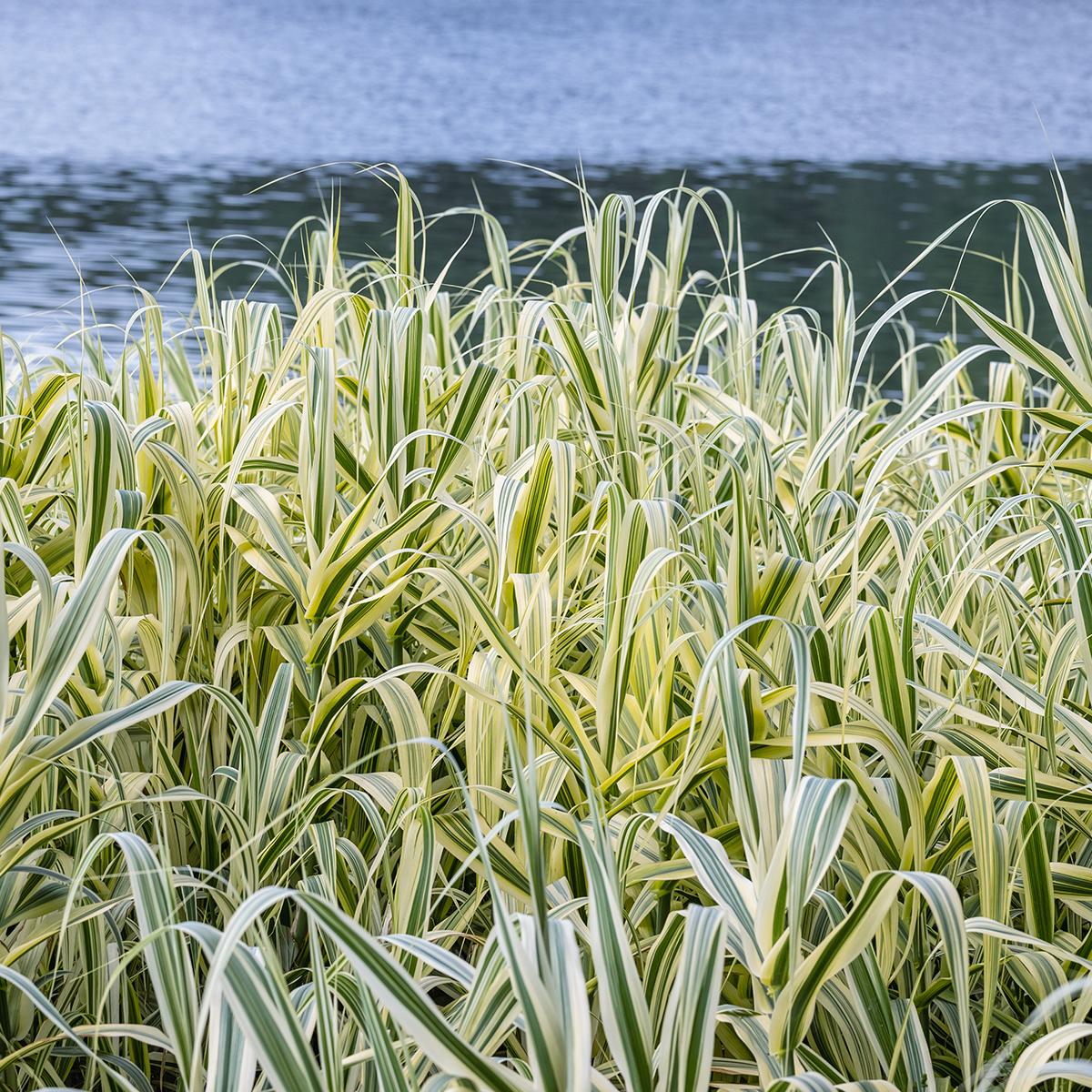 Canne de Provence naine panachée – Arundo donax Ely ou Variegata ...