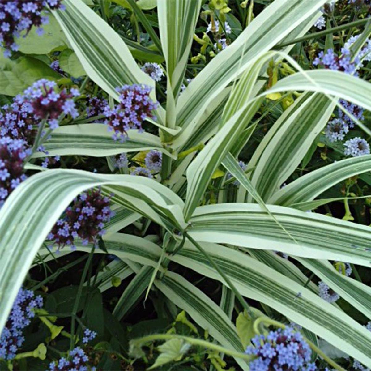 Canne de Provence panachée – Arundo donax variegata versicolor