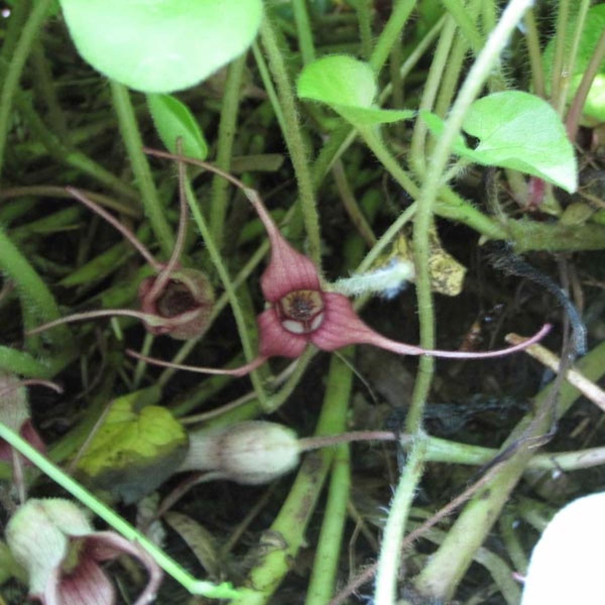 Asarum caudatum - Asaret - Couvre-sol à fleurs rouge lie-de-vin