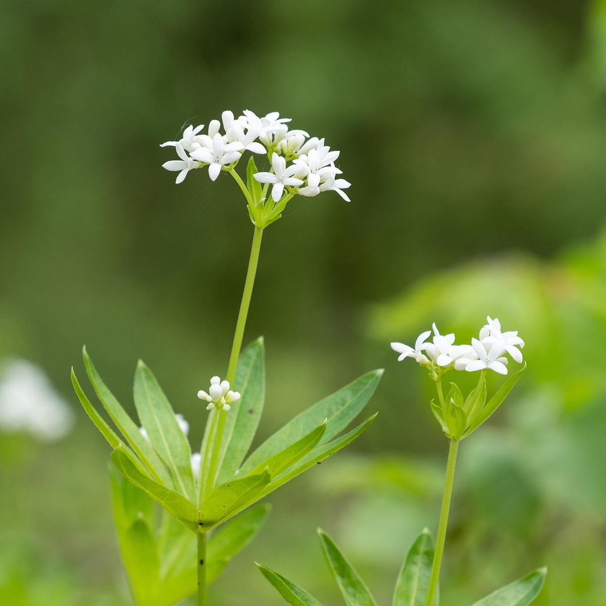 Aspérule odorante - Galium odoratum - Plante médicinale couvre sol