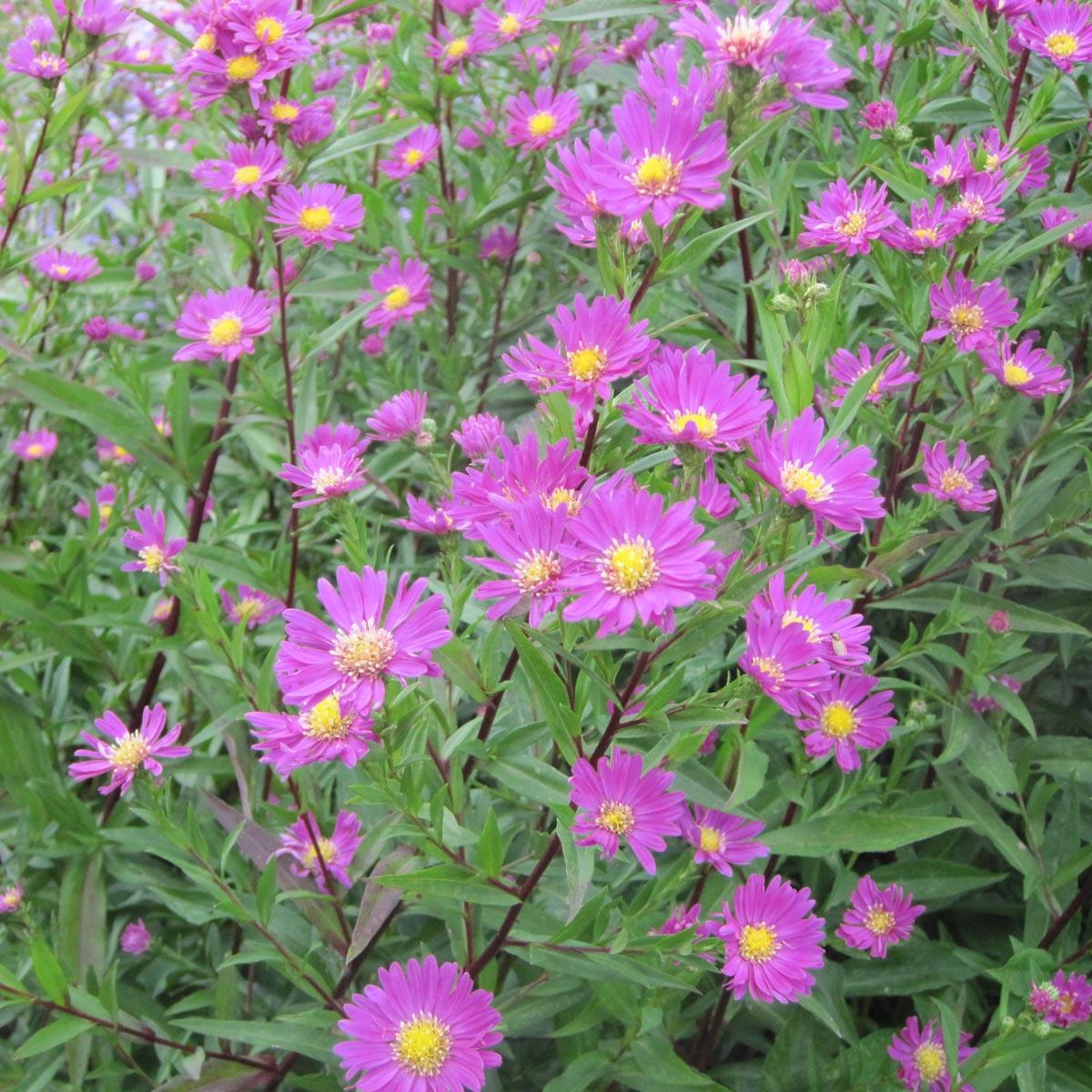 Aster Carmen – Une magnifique vivace à floraison rose vif en fin d'été