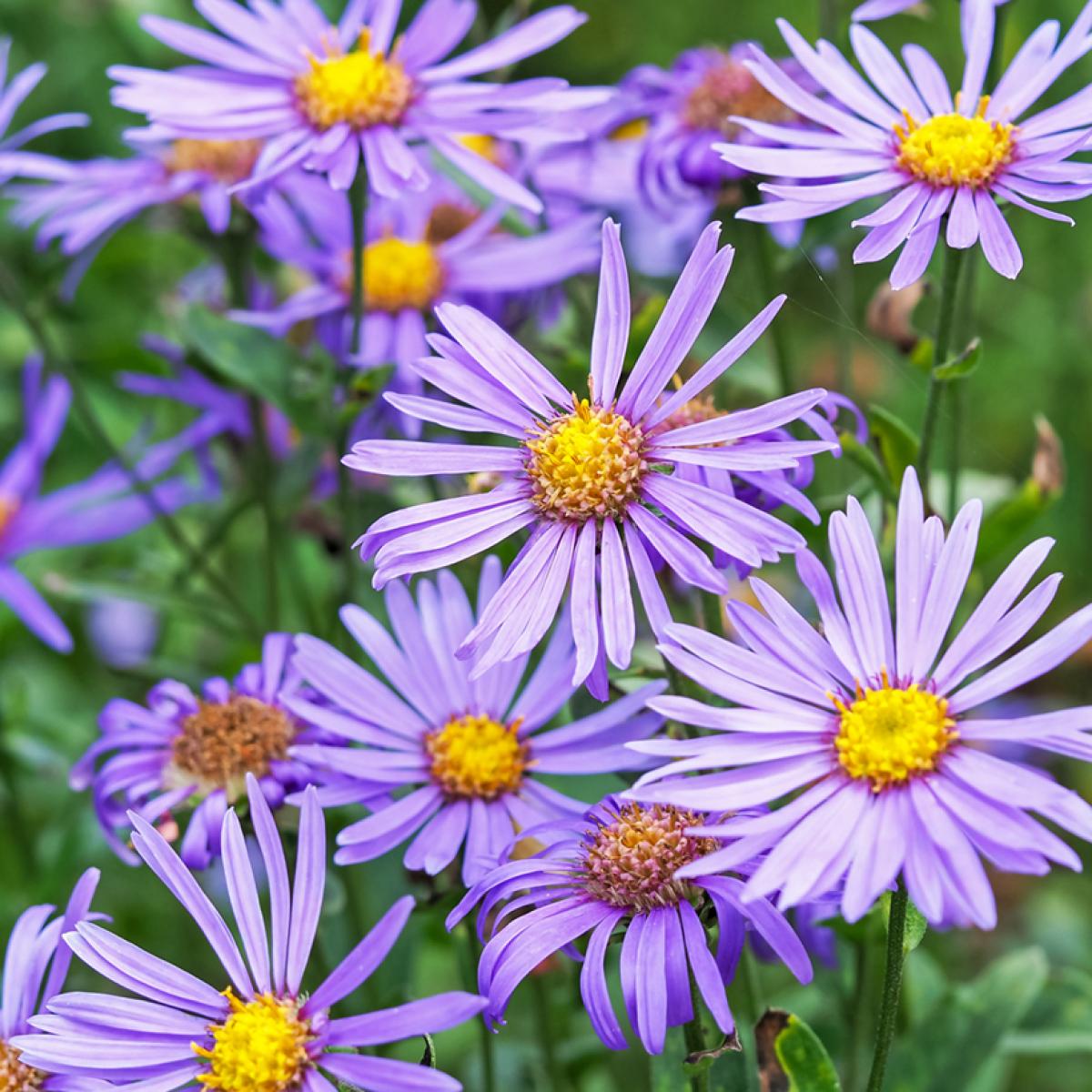 Aster amellus Rudolf Goethe - Œil du Christ - Variété tardive aux ...