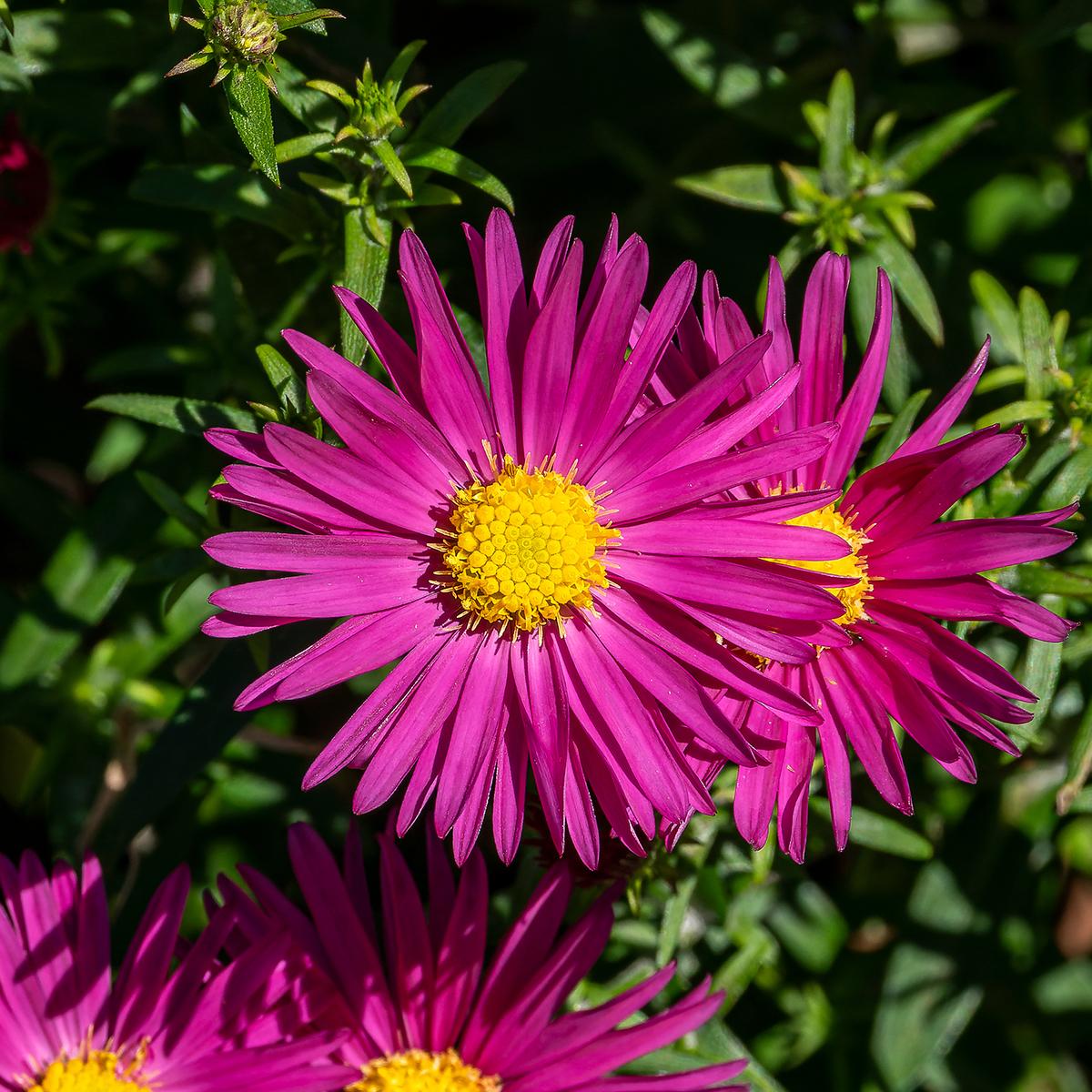 Aster dumosus Bahamas - Aster nain d'automne à fleurs rose magenta