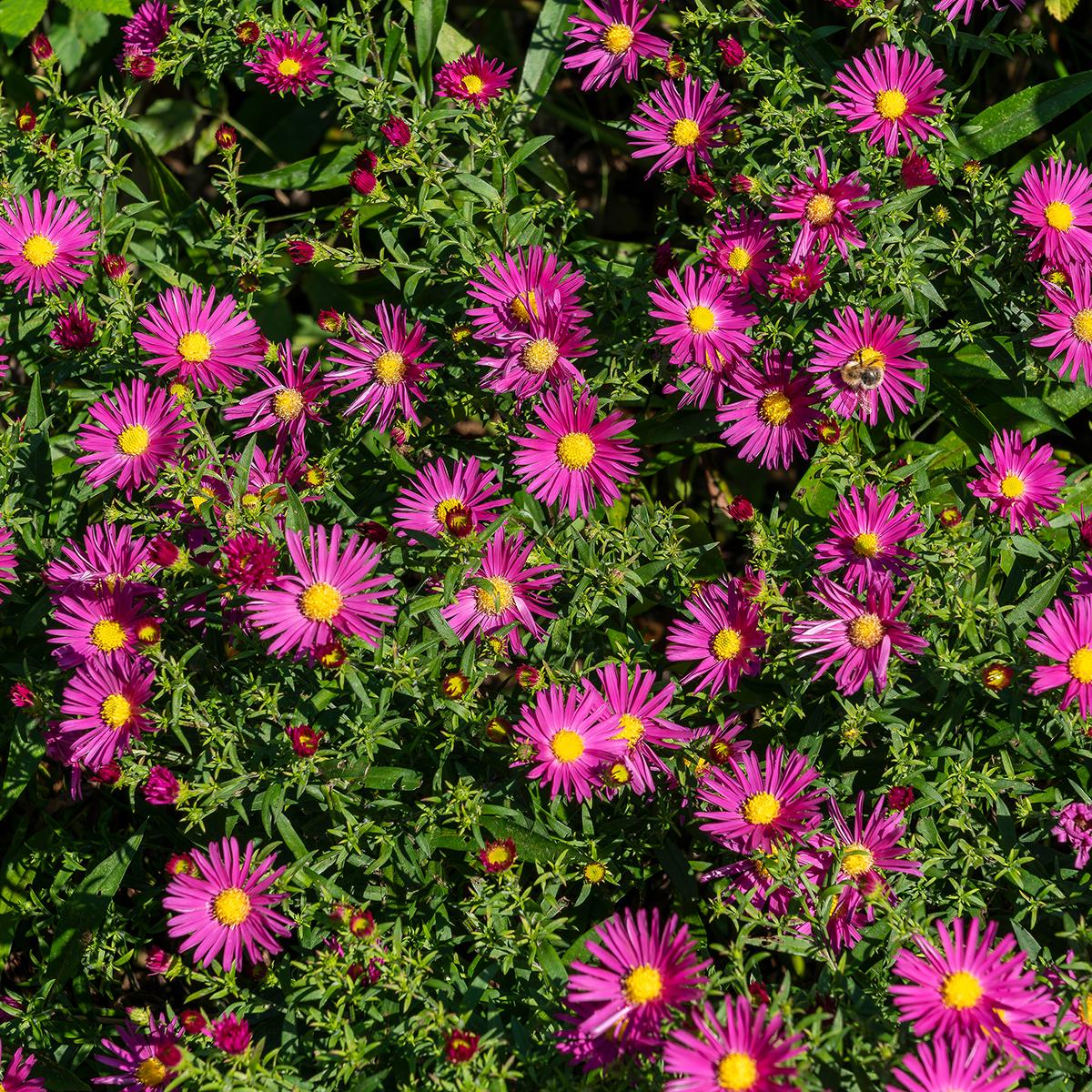 Aster dumosus Bahamas - Aster nain d'automne à fleurs rose magenta