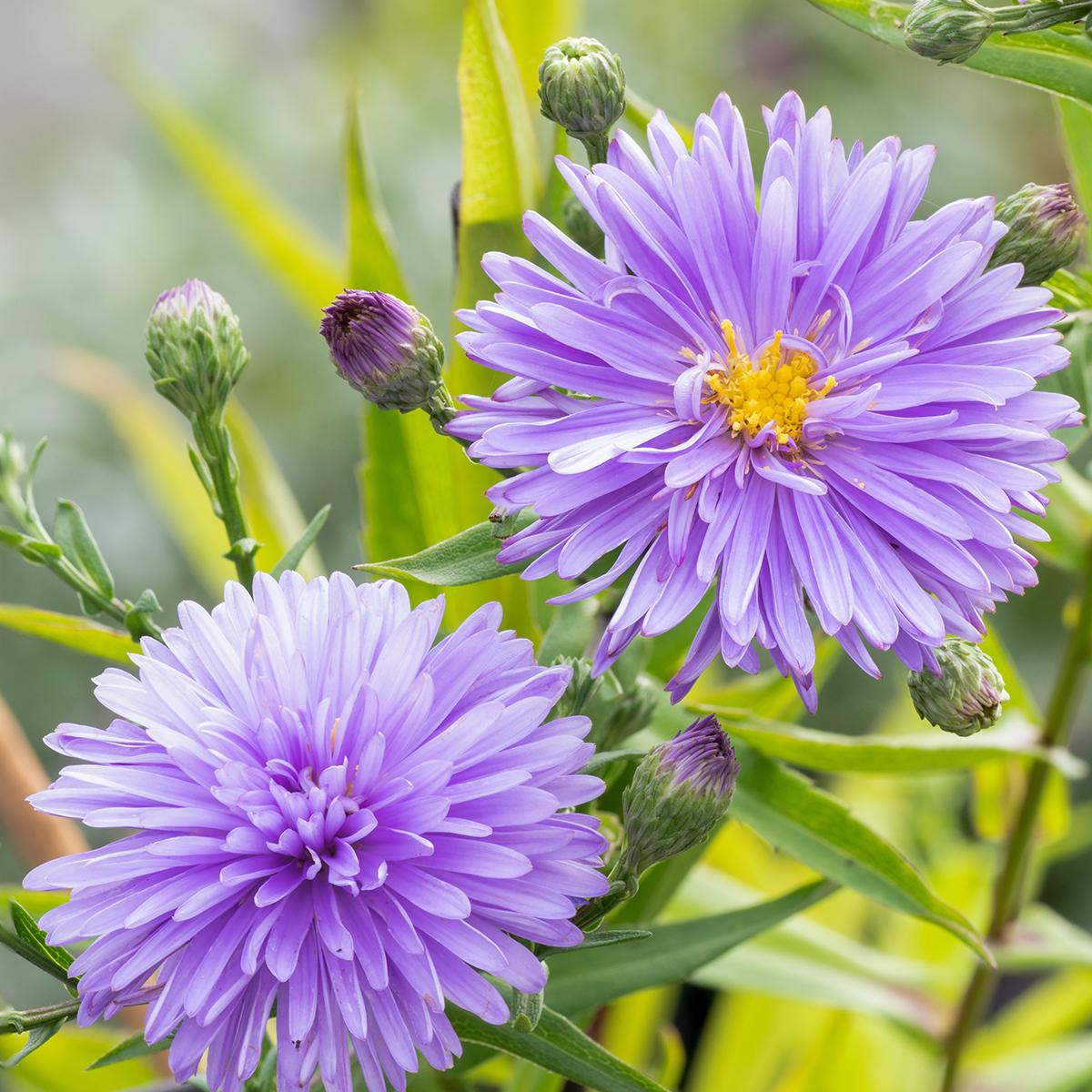 Aster novi-belgii Marie Ballard – Grand Aster à fleurs doubles bleu pâle