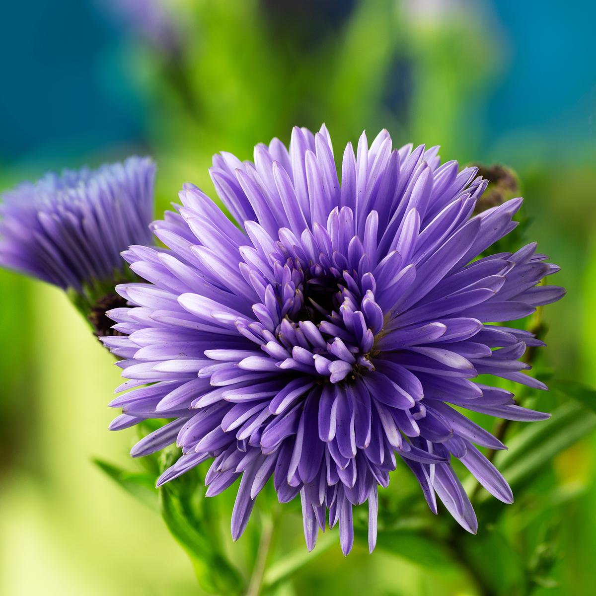 Aster novi-belgii Marie Ballard – Grand Aster à fleurs doubles bleu pâle