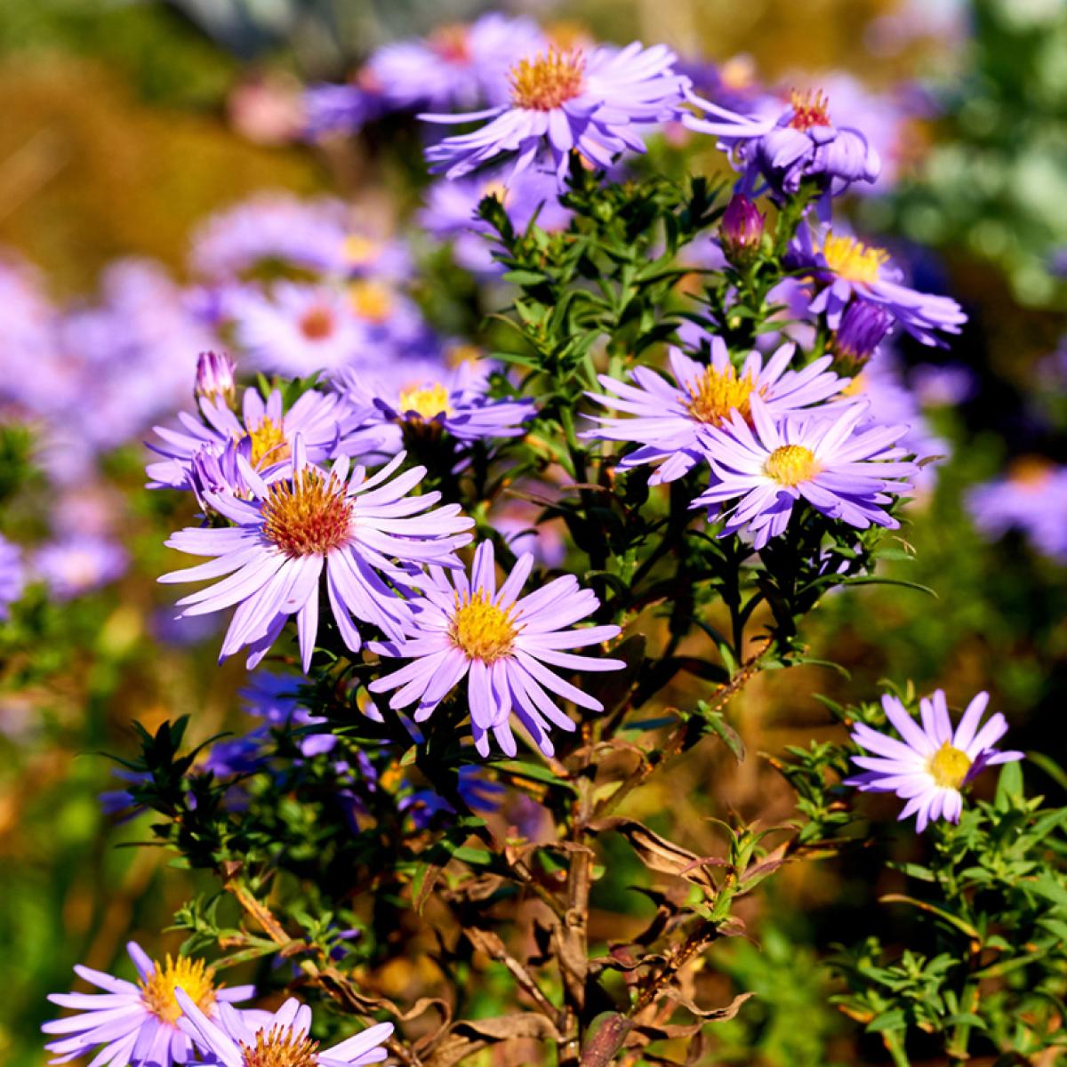 Aster ou Symphyotrichum oblongifolium October Skies - Vivace d'automne ...
