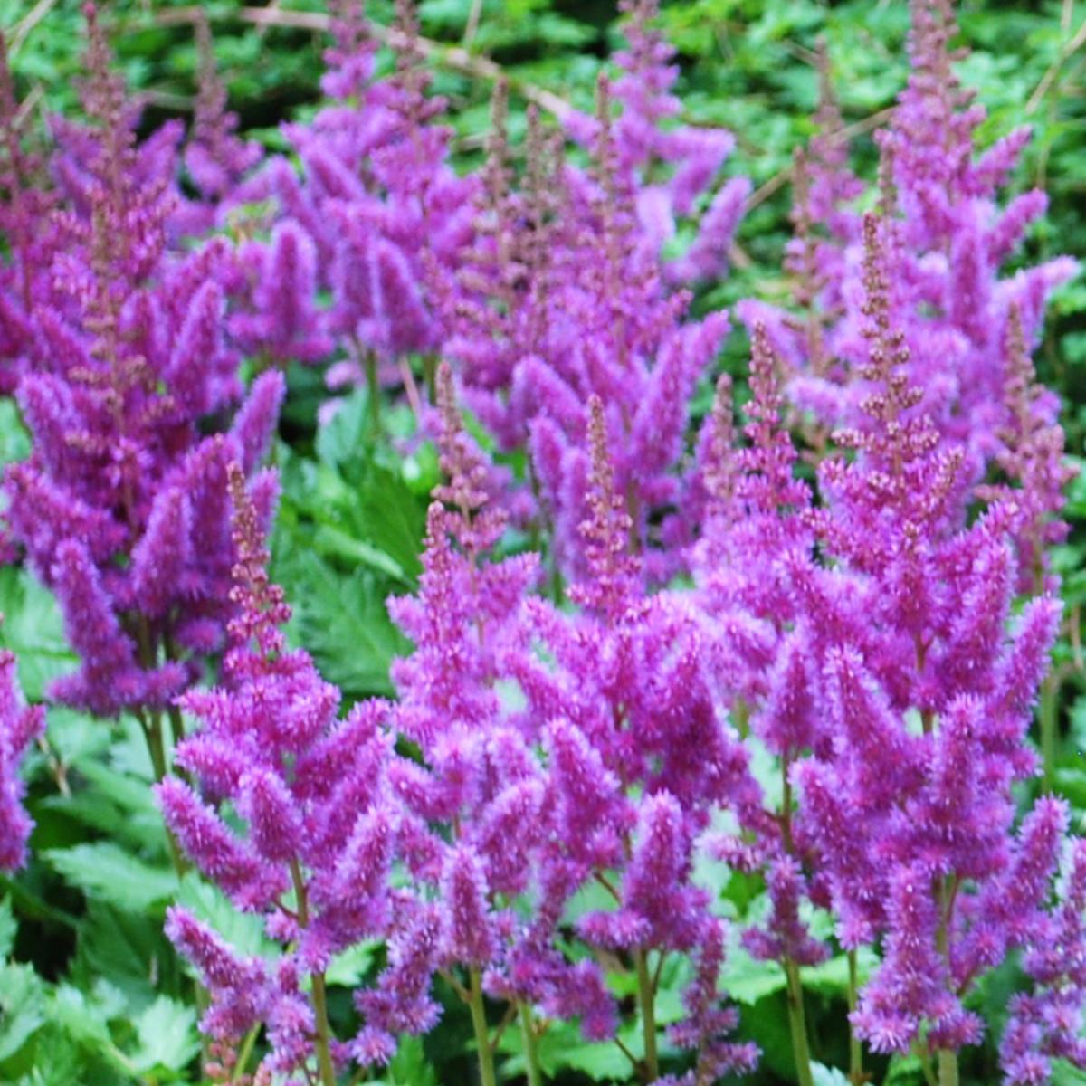 L'Astilbe arendsii Amethyst, des fleurs hâtives de couleur améthyste.