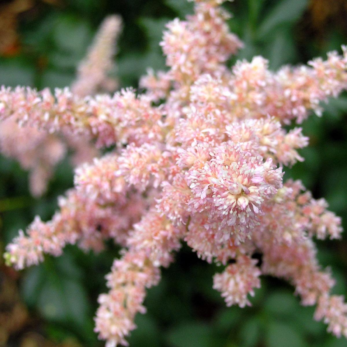 L'Astilbe arendsii Bressingham Beauty, des fleurs rose saumoné vif.