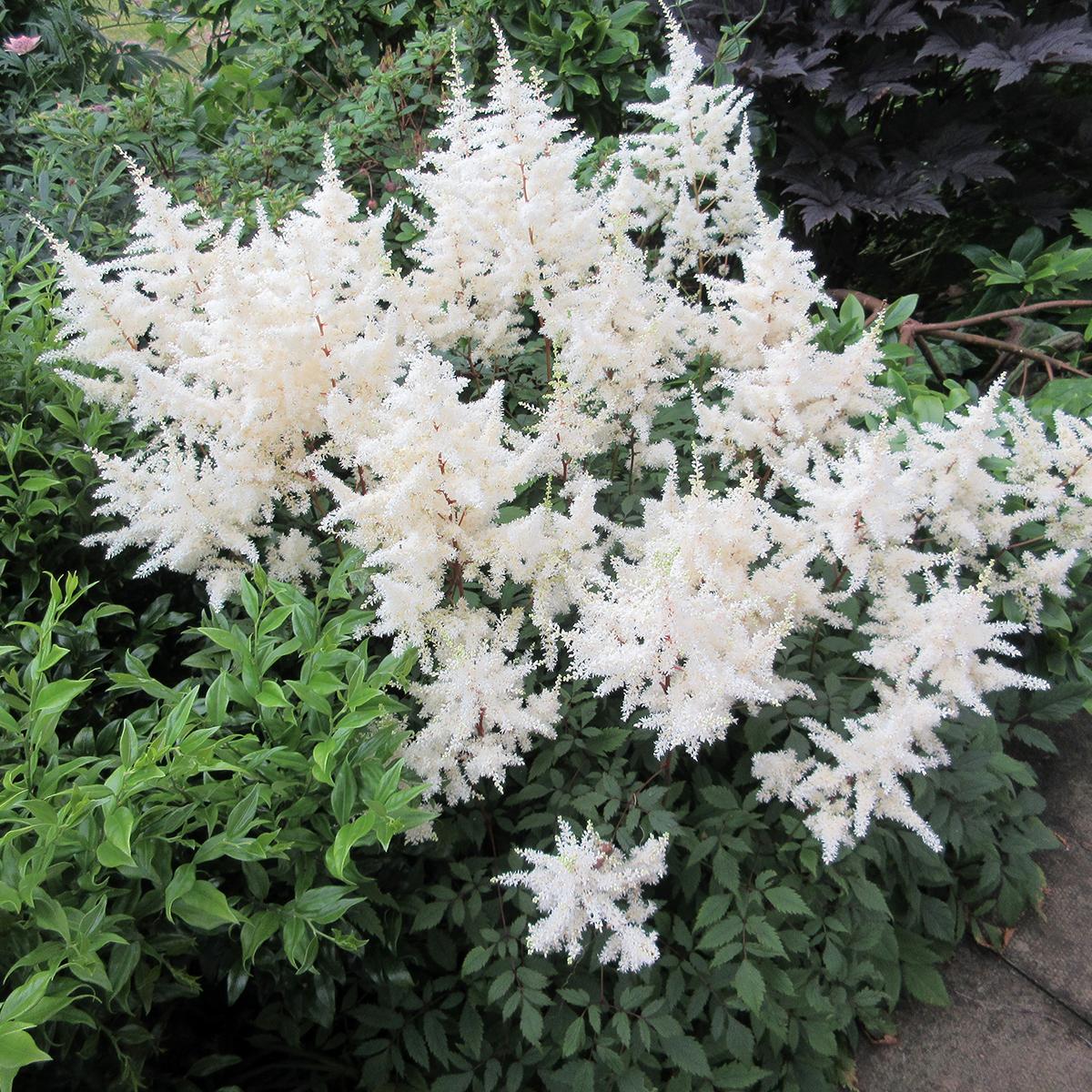 Astilbe x arendsii Ellie - Vivace d'ombre humide compacte à fleurs ...