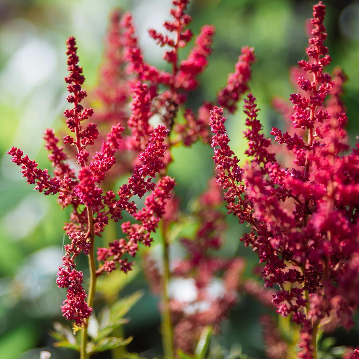 Astilbe chinensis Mighty Chocolate Cherry - Vivace aux fleurs rouge vif ...
