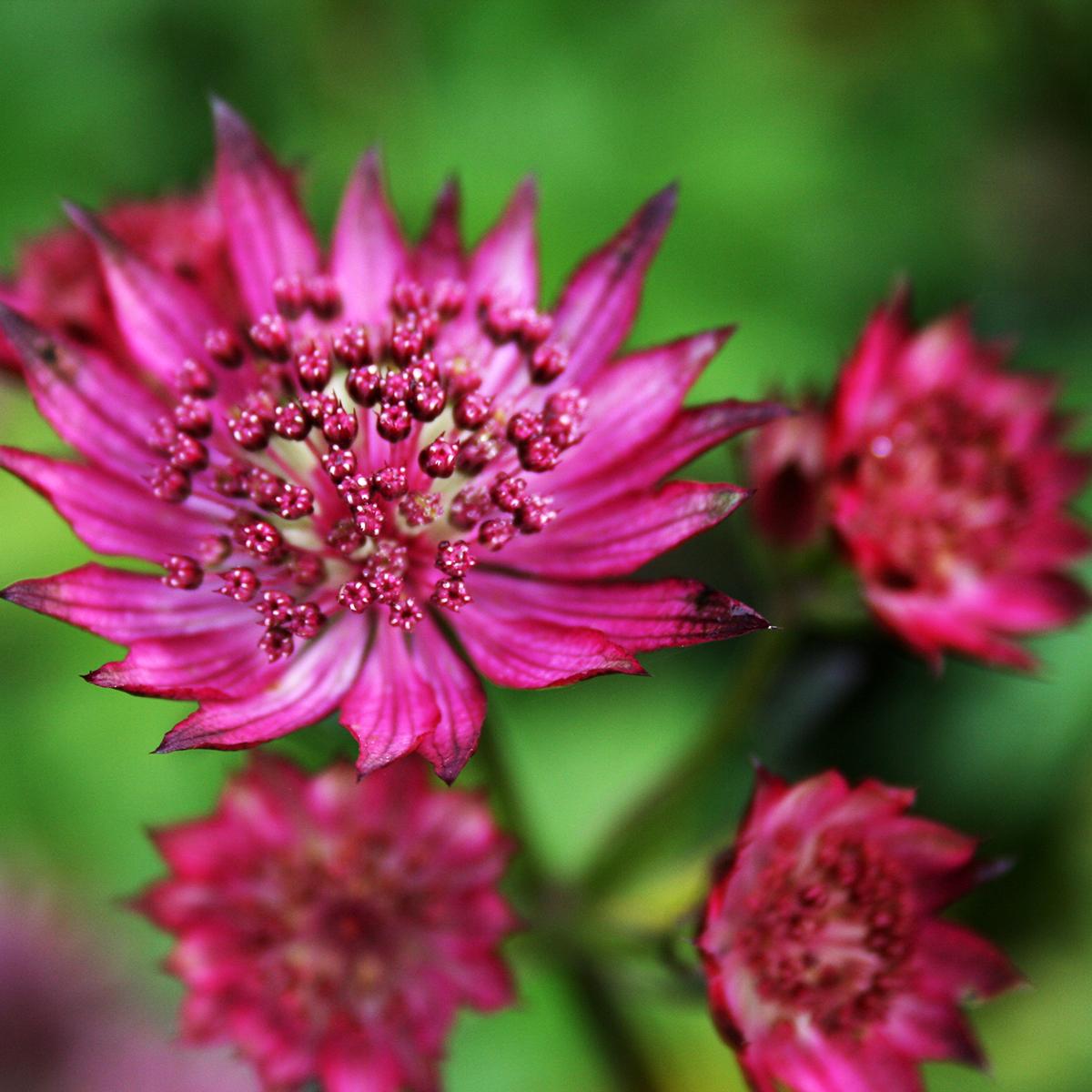 Astrantia major Burgundy Manor - Grande astrance à fleurs pourpres