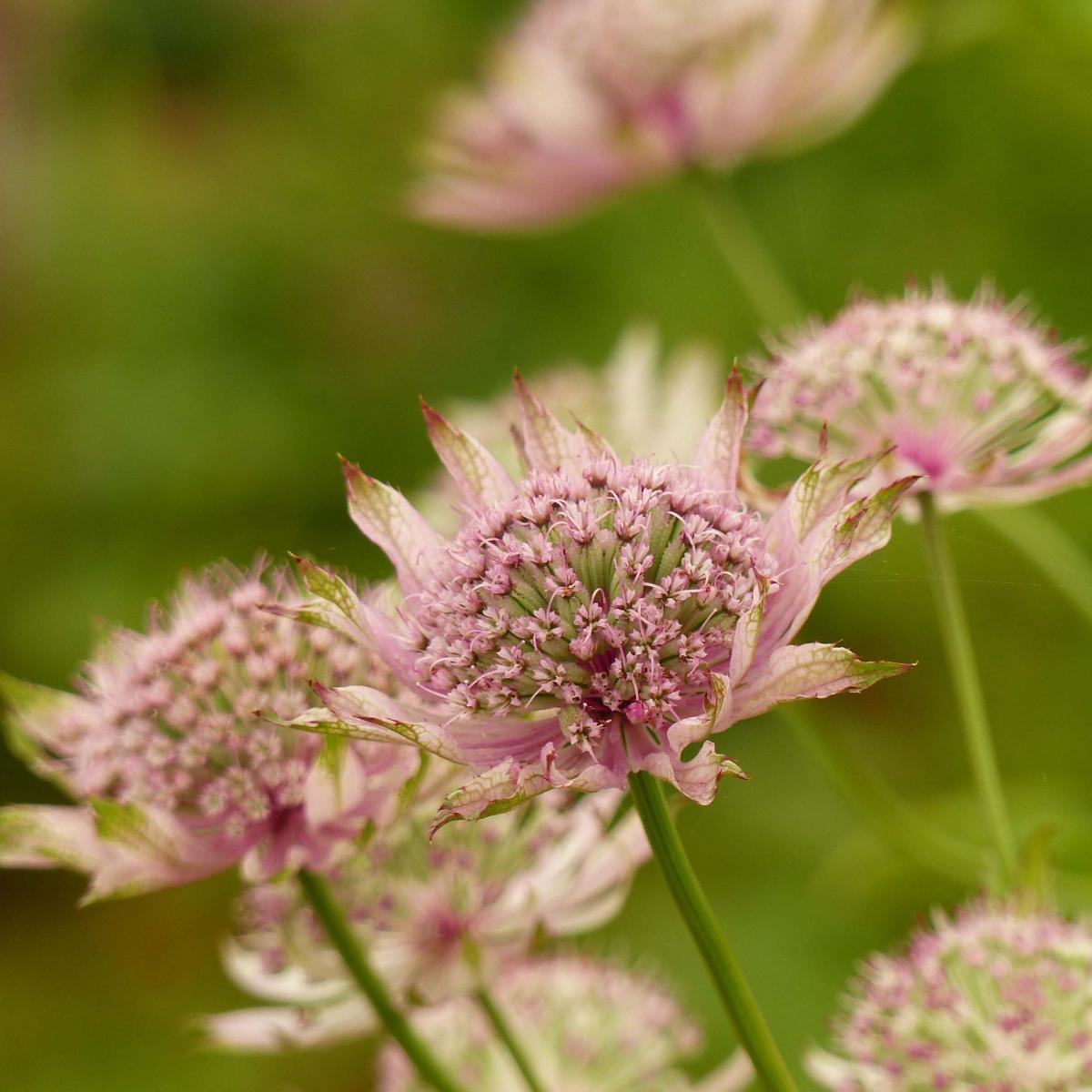 Astrantia major Pink Pride - Astrance à fleurs rose tendre