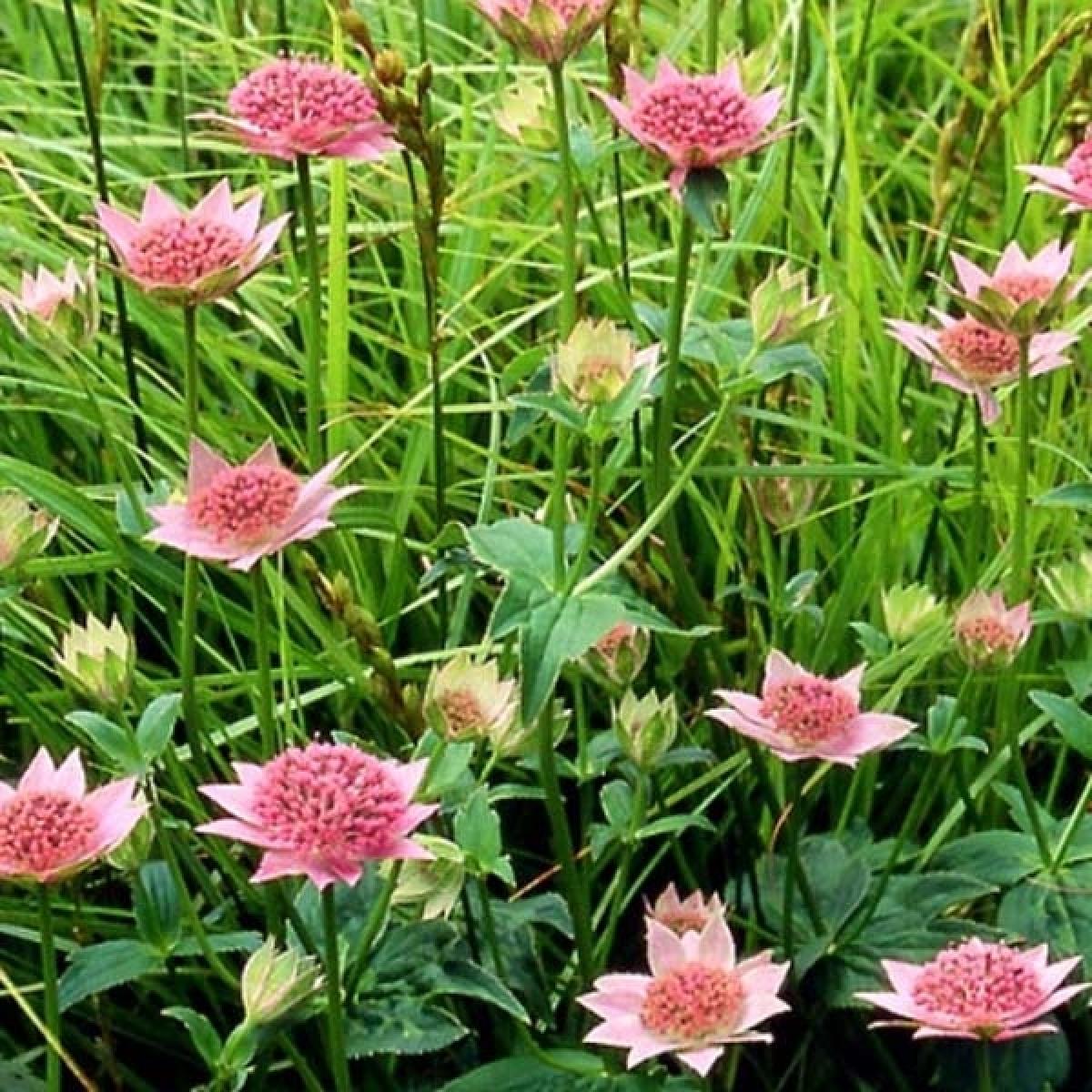 Astrantia maxima - Astrance à très grandes fleurs rose bonbon