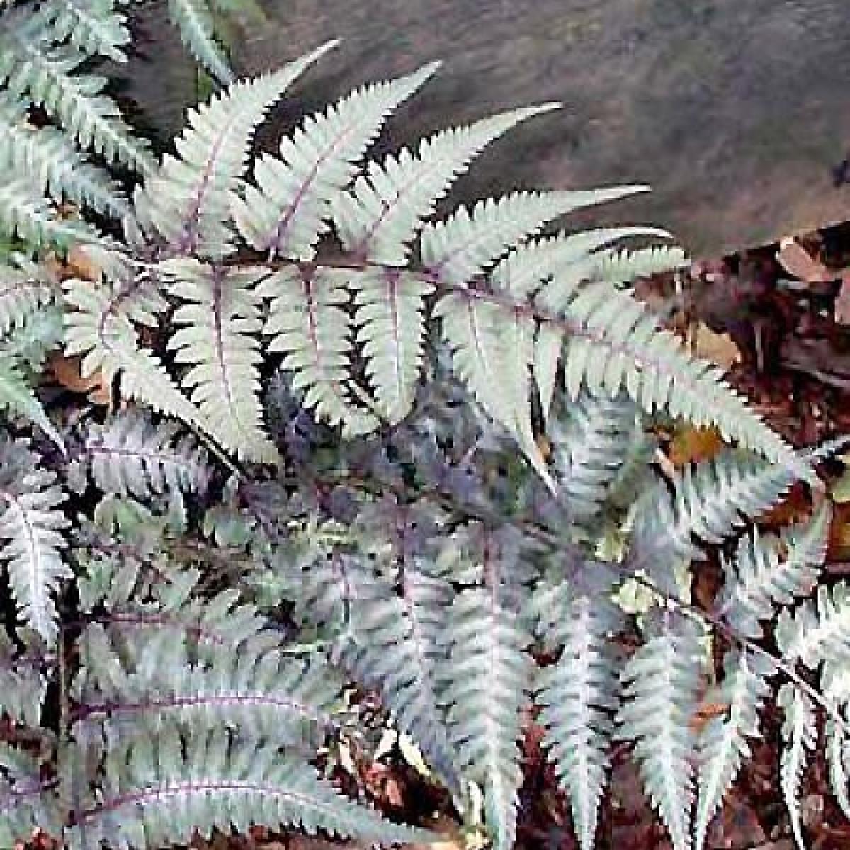 Athyrium niponicum pictum Metallicum - Fougère femelle japonaise argentée