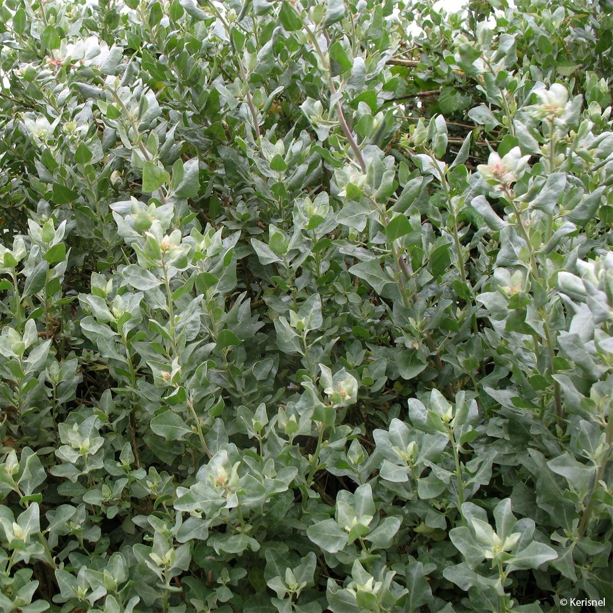 Atriplex halimus - Arroche halime ou marine, pourpier de mer - Arbuste ...
