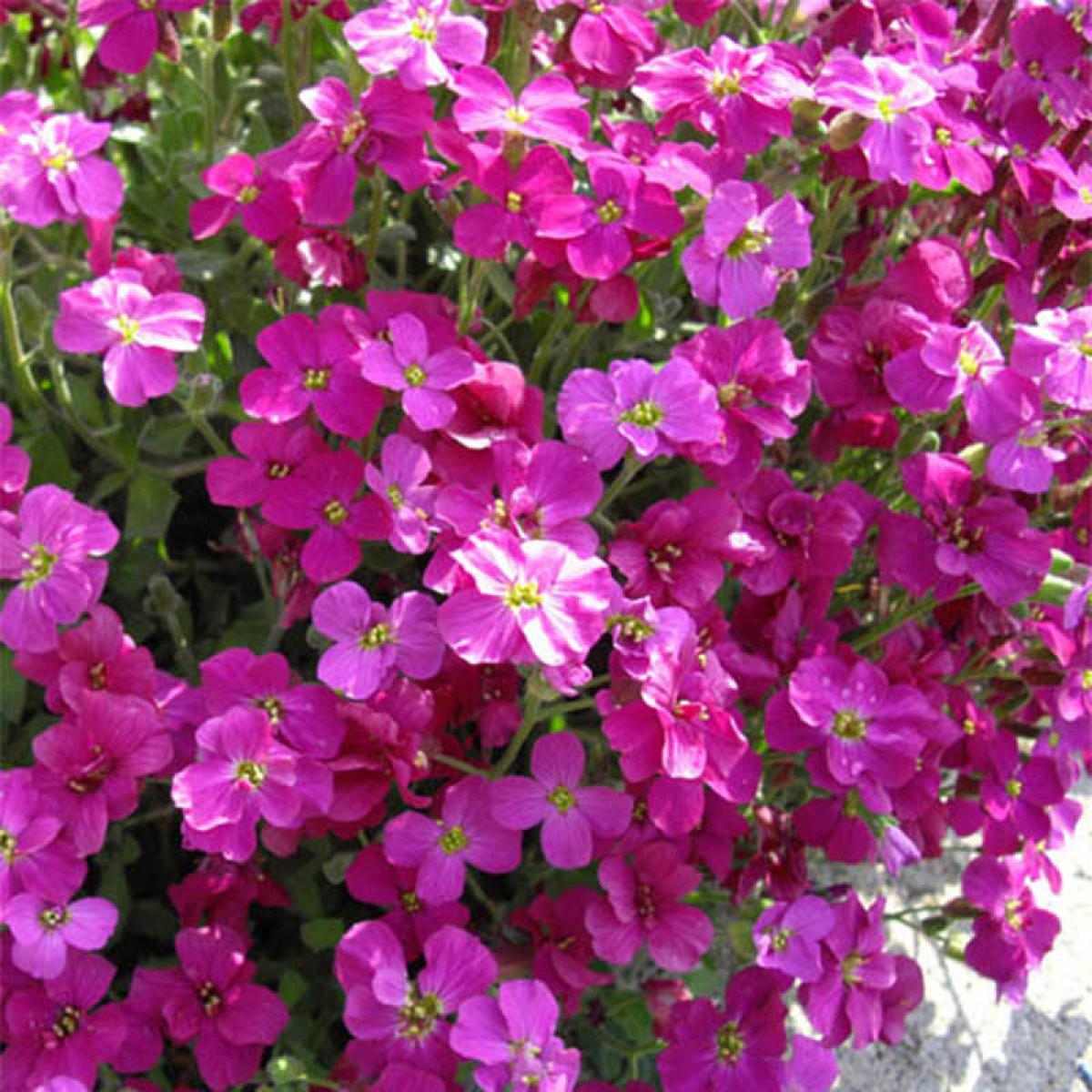 Aubrieta Bressingham Red - Aubriète rouge