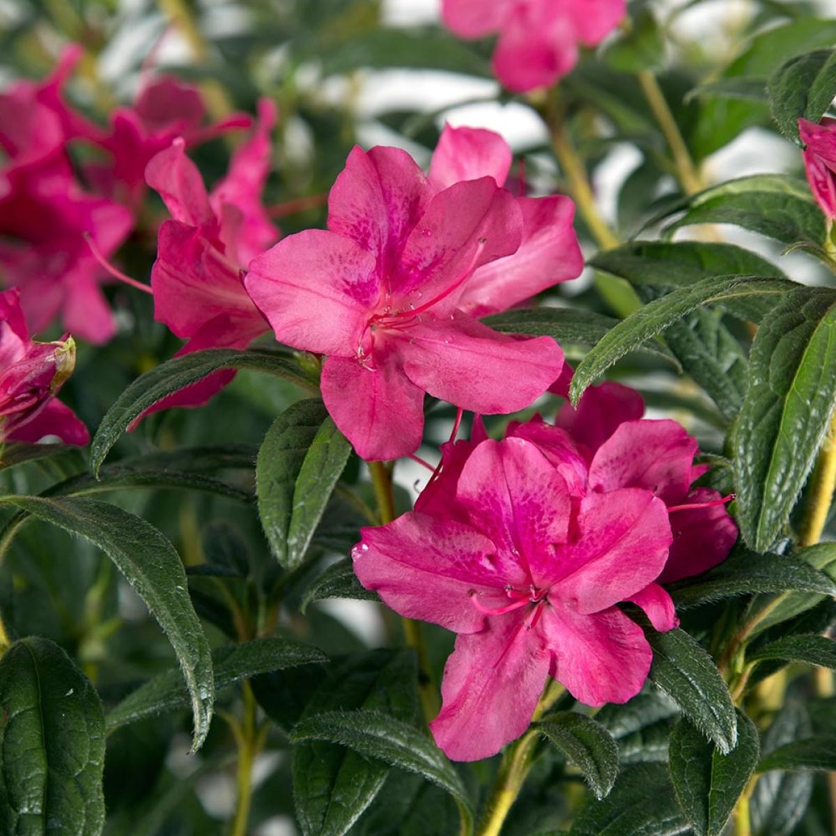 Azalea hybride ENCORE Jewel - Remontante, à fleurs simples rose intense