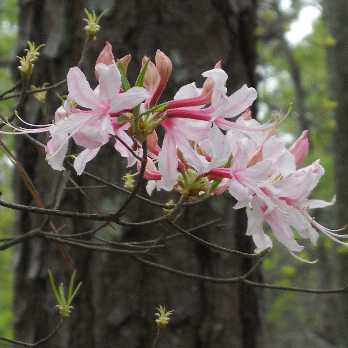 Azalea canescens - Azalée caduque - Rhododendron canescens - Arbuste ...