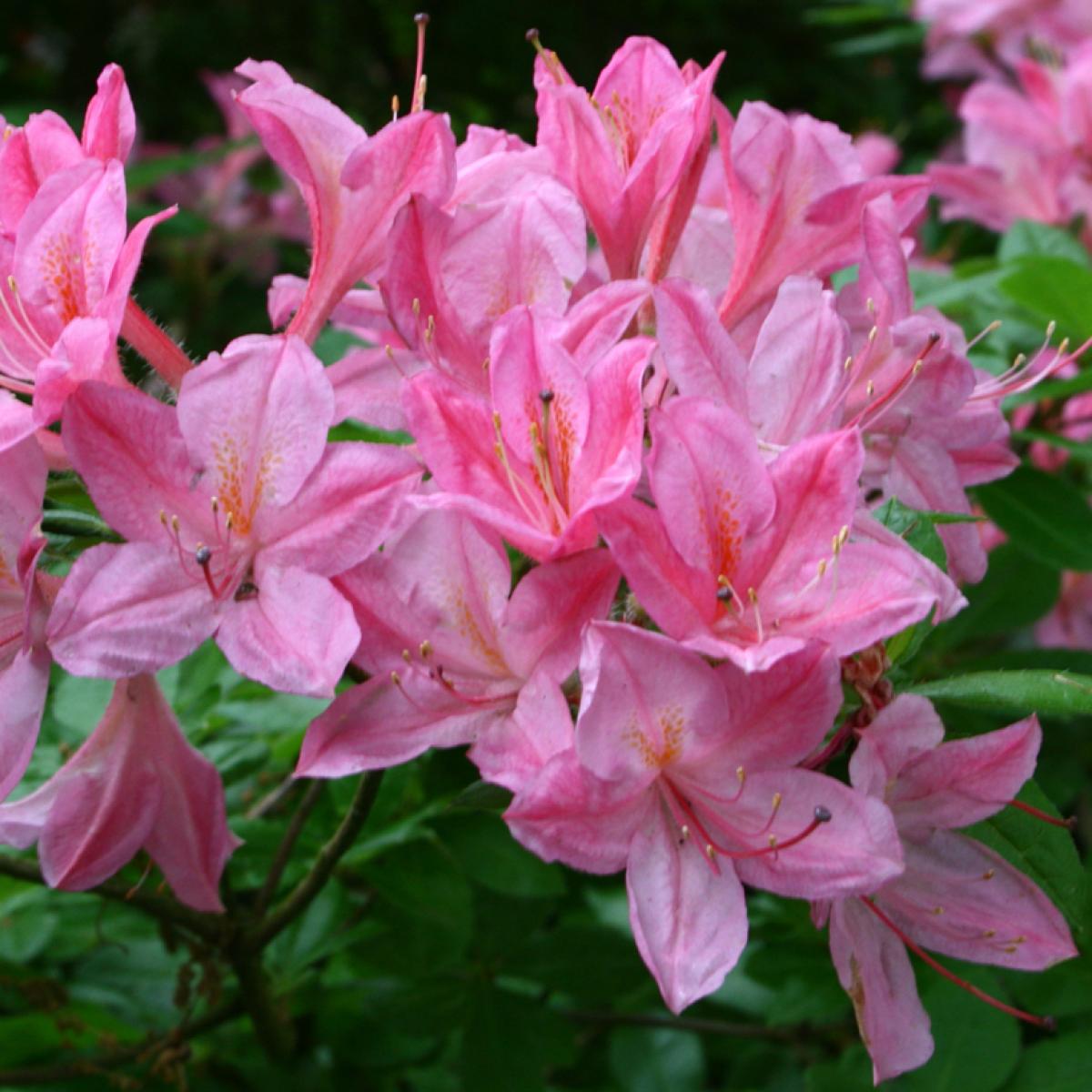Rhododendron x viscosum Rosata - Azalée caduque aux fleurs roses parfumées