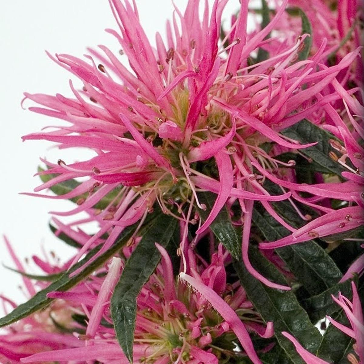 Azalea japonica Star Style Pink - Azalée remontante, aux fleurs en ...