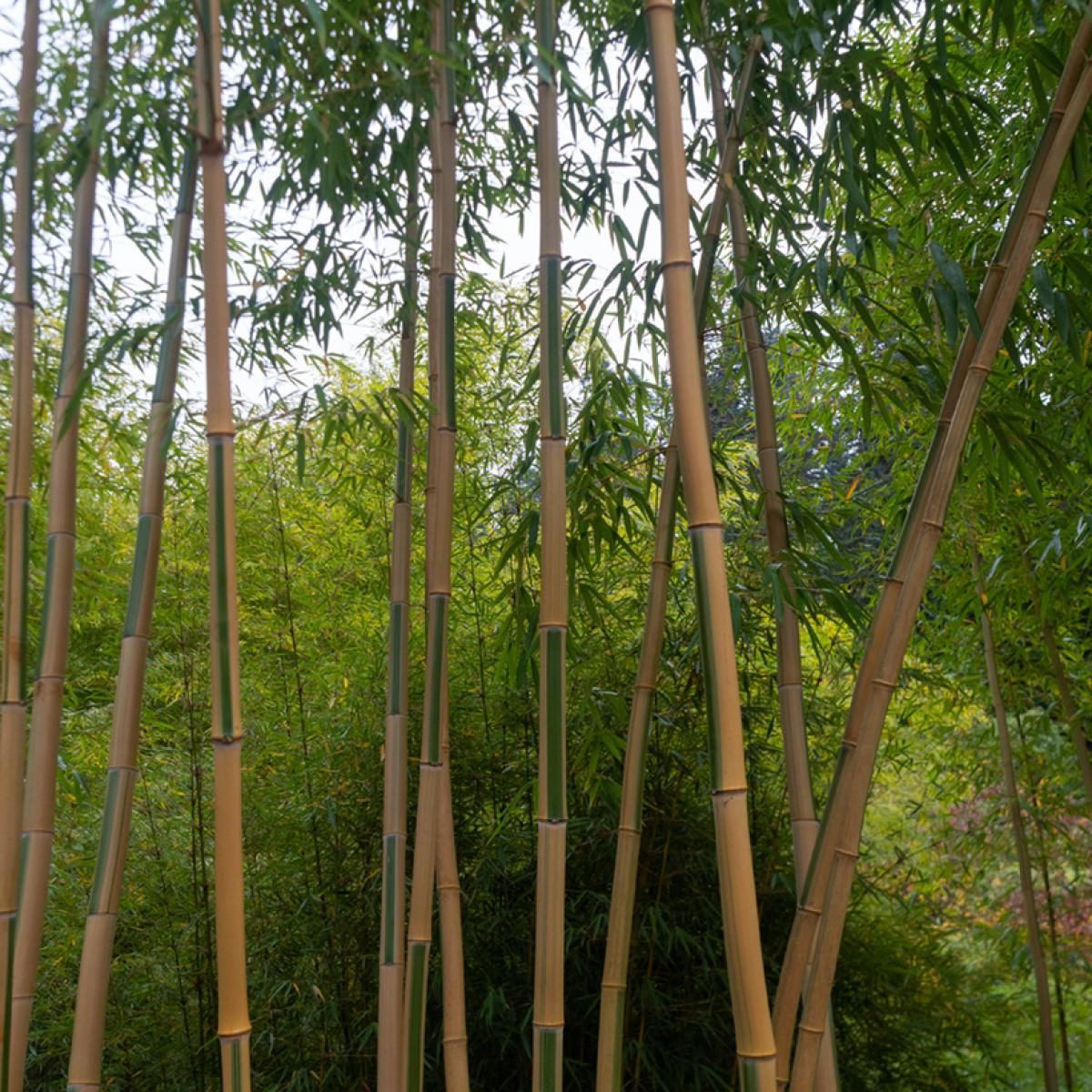 Phyllostachys aurea Koï - Bambou à chaumes jaunes striés de vert