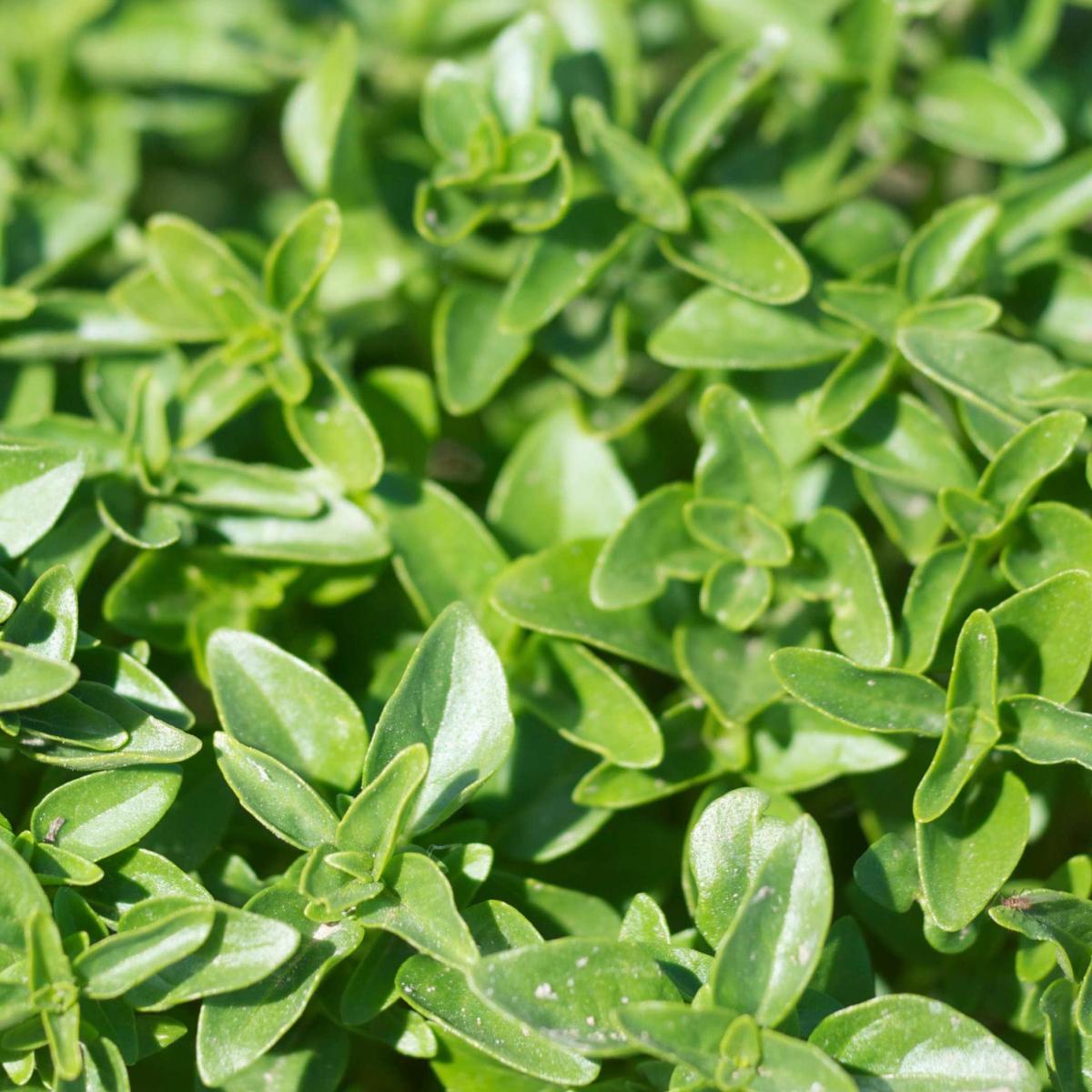 Basilic Italiano classico - Ocimum basilicum - Graines d'aromatiques