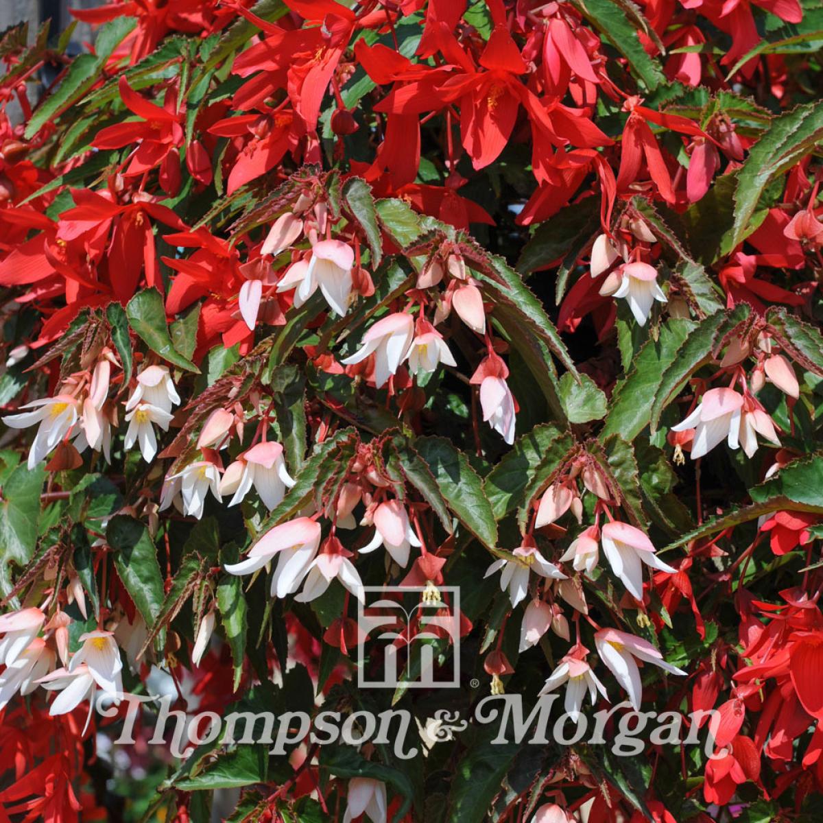 Graines de Bégonia de Bolivie - Begonia boliviensis