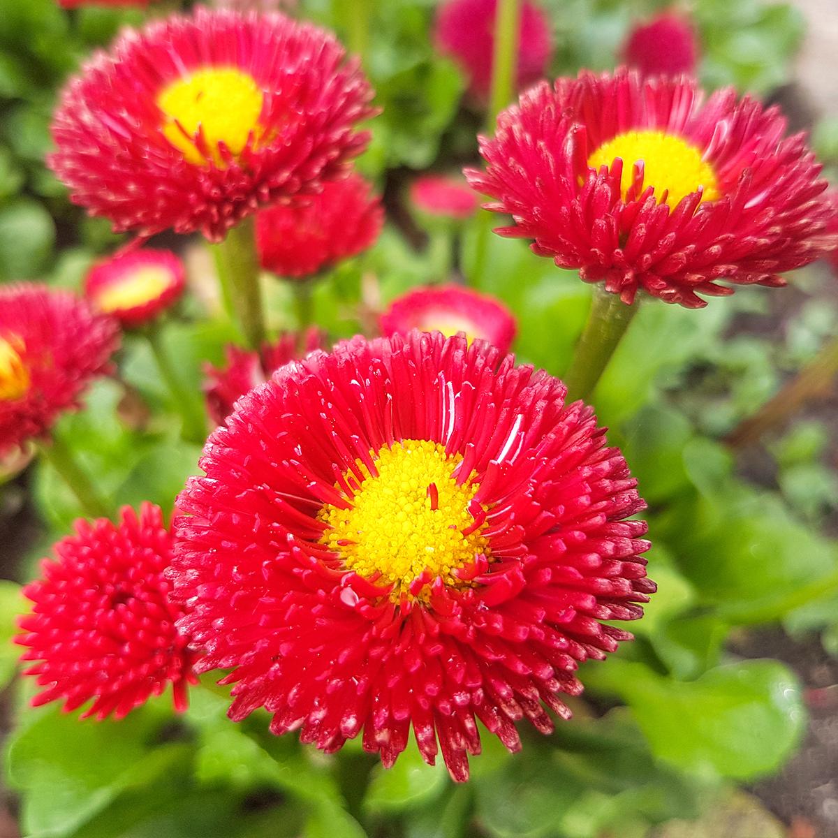 Bellis perennis Roode - Une pâquerette à fleurs rouges