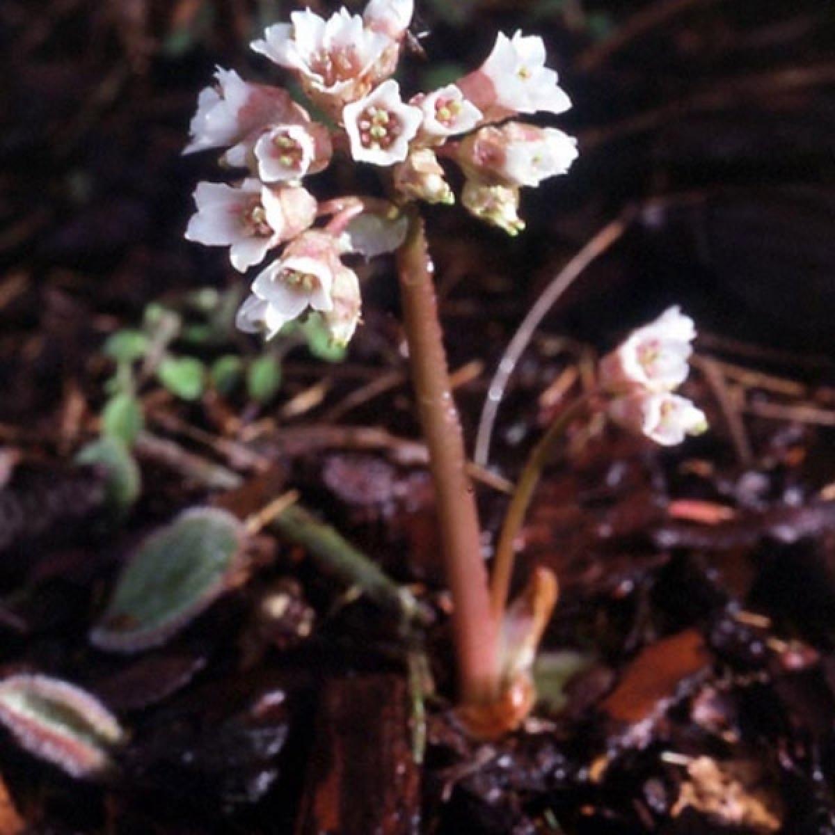 Bergenia ciliata - De jolies fleurs sur étonnant feuillage velu