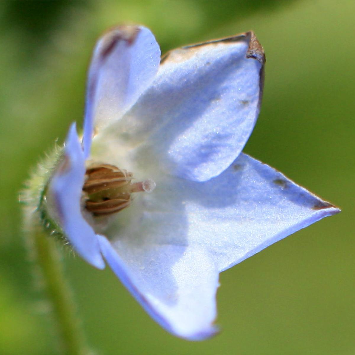 Bourrache naine – Borago pygmaea – Un tapis de fleurs bleu pâle