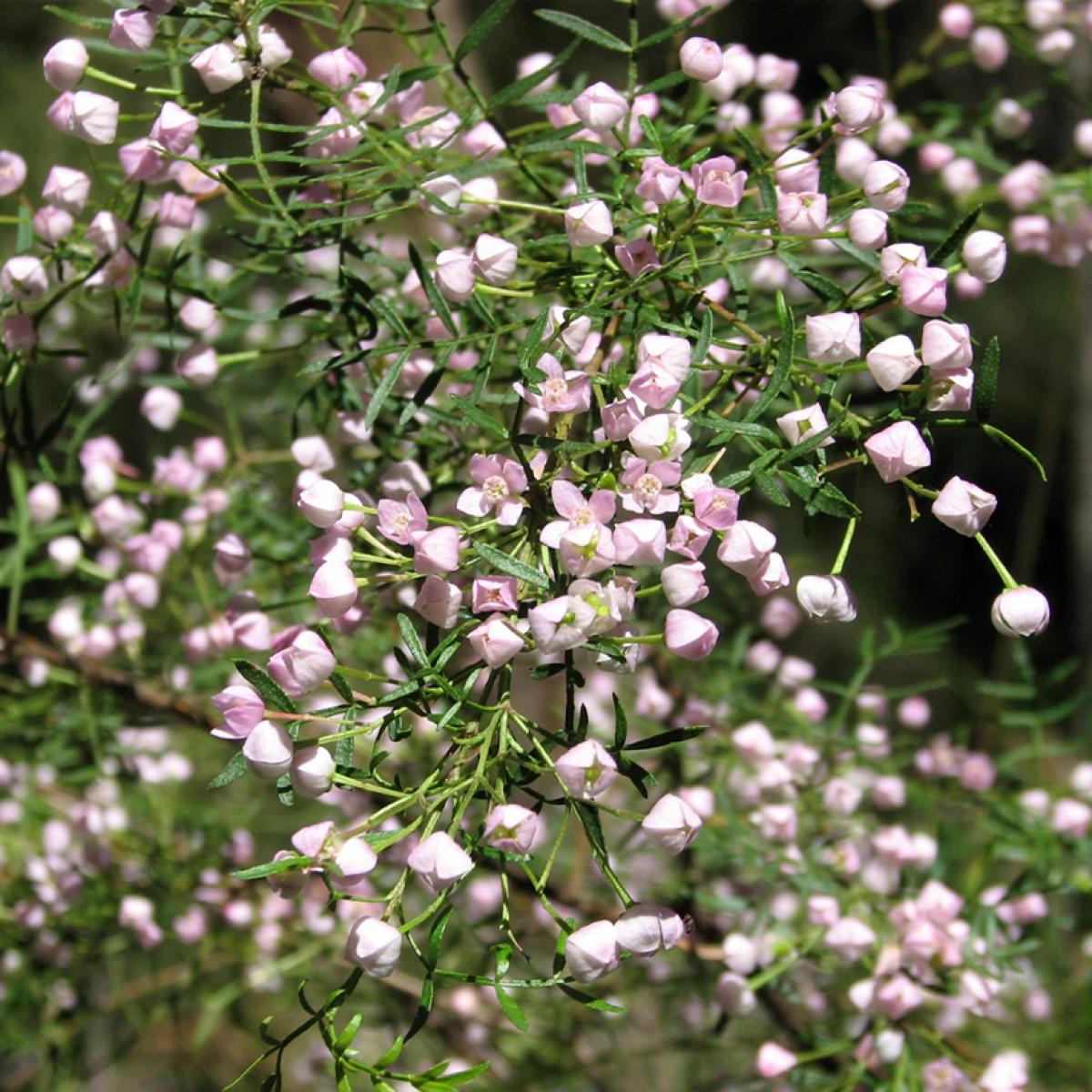 Boronia pinnata var. muelleri - Boronie forestière - Arbuste australien ...