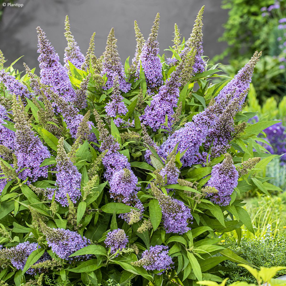 Buddleja davidii Butterfly Candy Little Lila - Arbre aux papillons nain ...