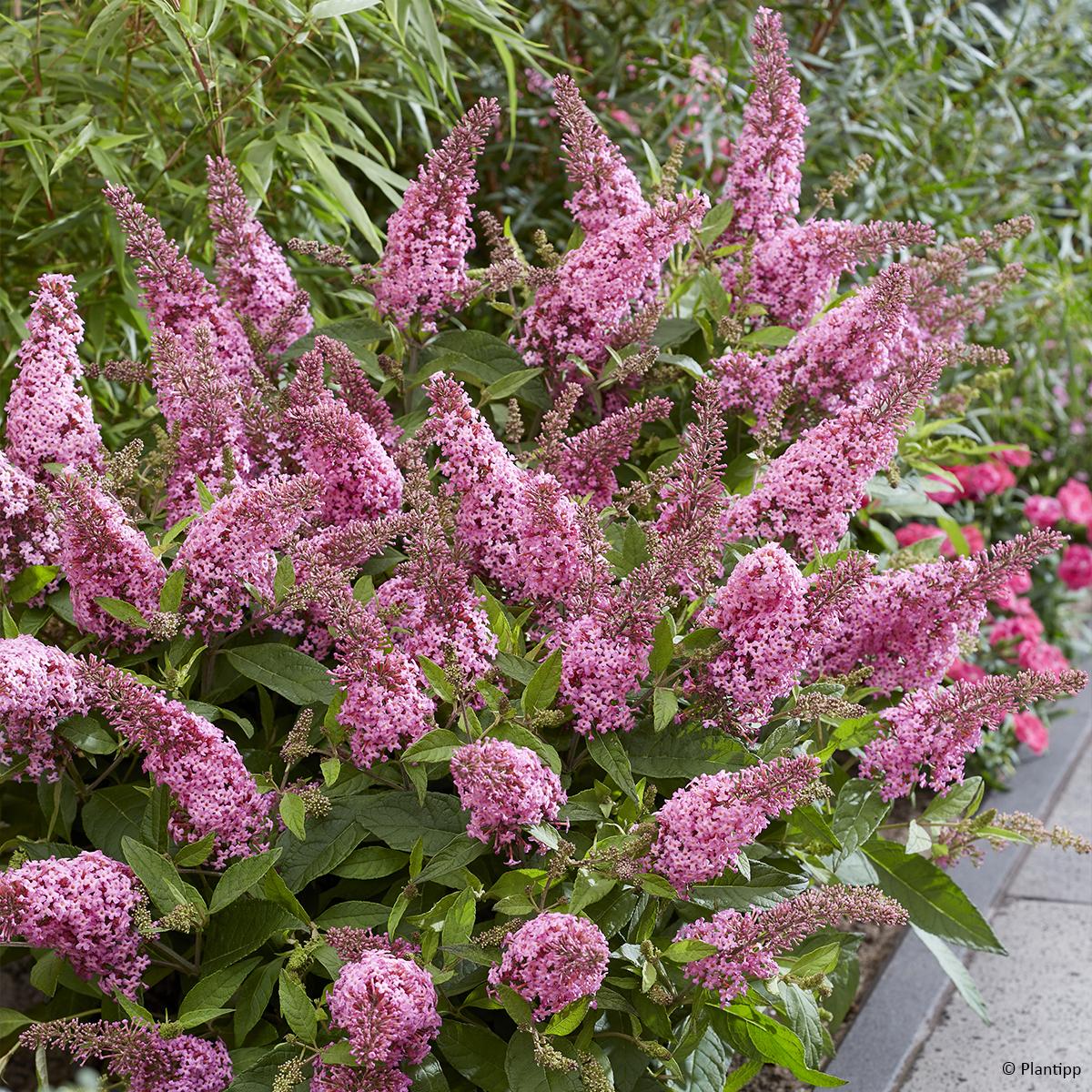 Buddleja davidii Butterfly Candy Little Pink - Arbre aux papillons nain ...
