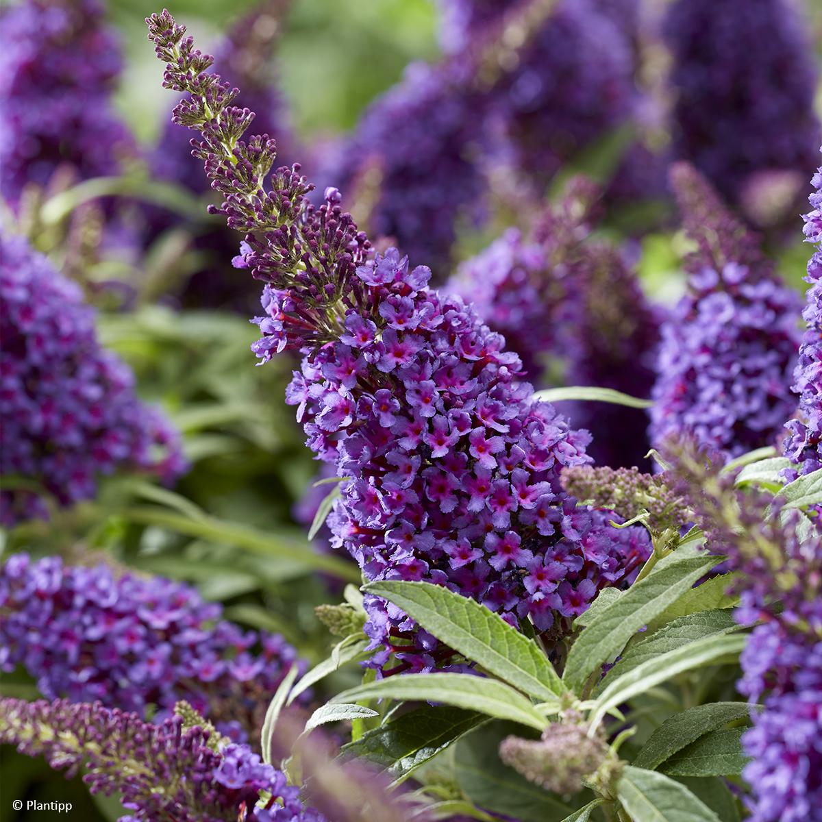 Buddleja davidii Butterfly Candy Little Purple - Arbre aux papillons ...