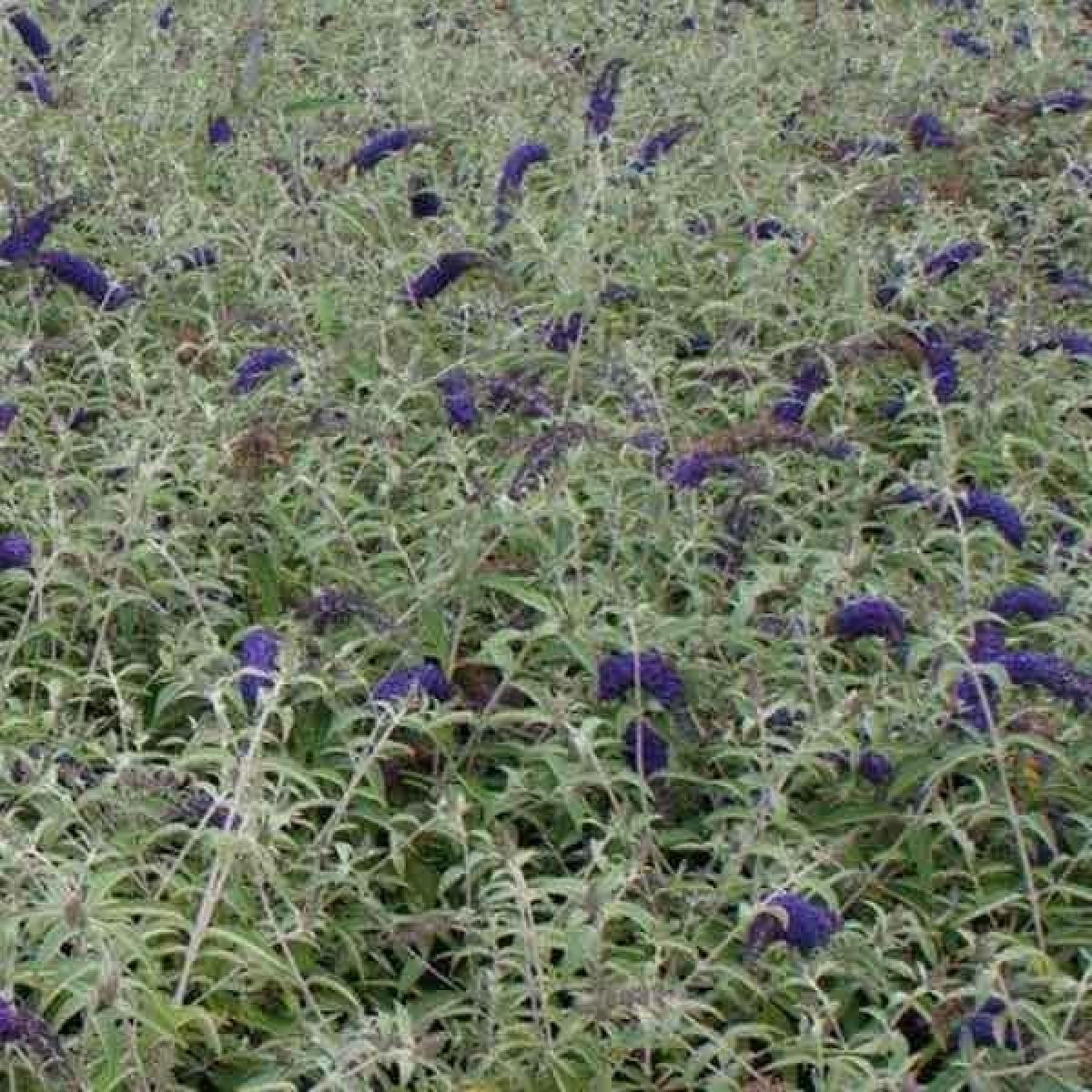 Buddleia davidii Adonis Blue, un arbuste vigoureux aux fleurs bleu nuit