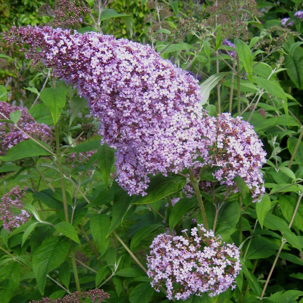 Buddleia davidii Gulliver - Arbre à papillons aux énormes fleurs mauve ...