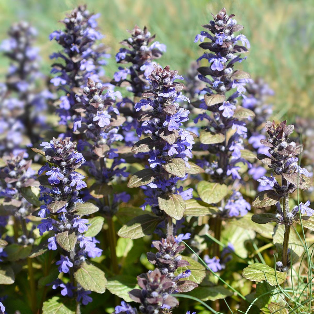 Ajuga reptans Atropurpurea - Vivace rampante à petites fleurs bronze ...