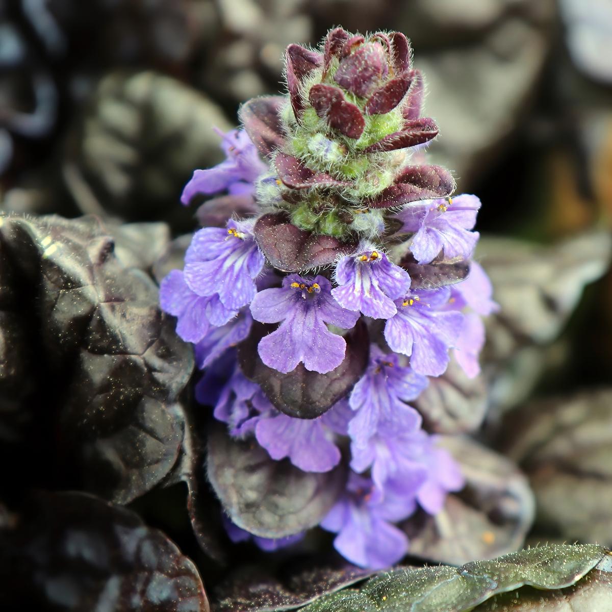 Ajuga reptans Black Scallop – Bugle rampante – couvre-sol vivace