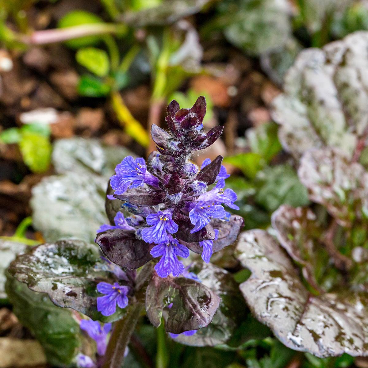 Ajuga reptans Black Scallop – Bugle rampante – couvre-sol vivace