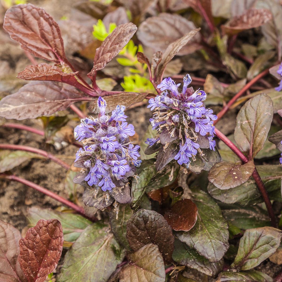 Ajuga reptans Braunherz – Bugle à feuillage acajou et fleurs bleu vif