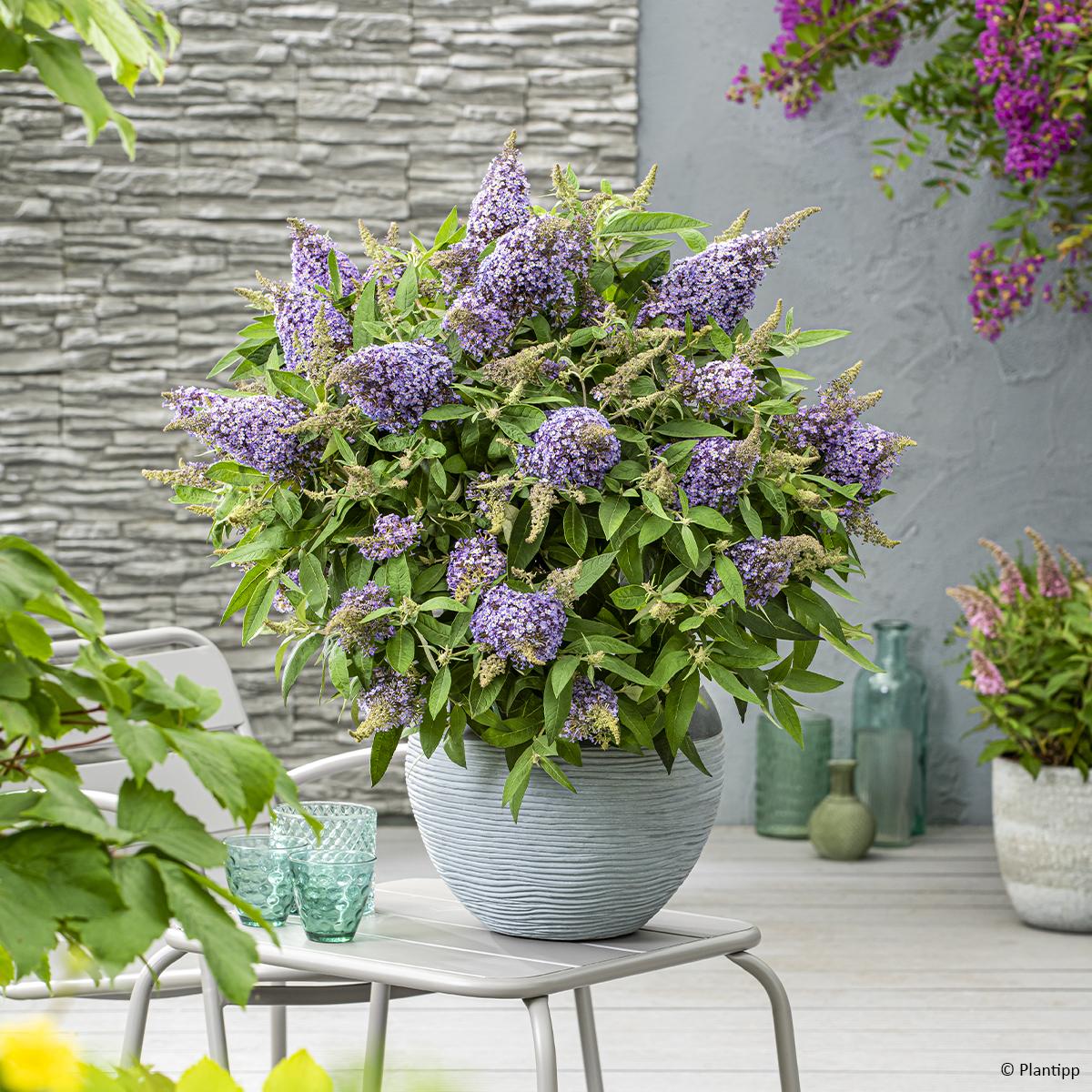 Buddleja davidii Butterfly Candy Lila Sweetheart - Arbre aux papillons ...