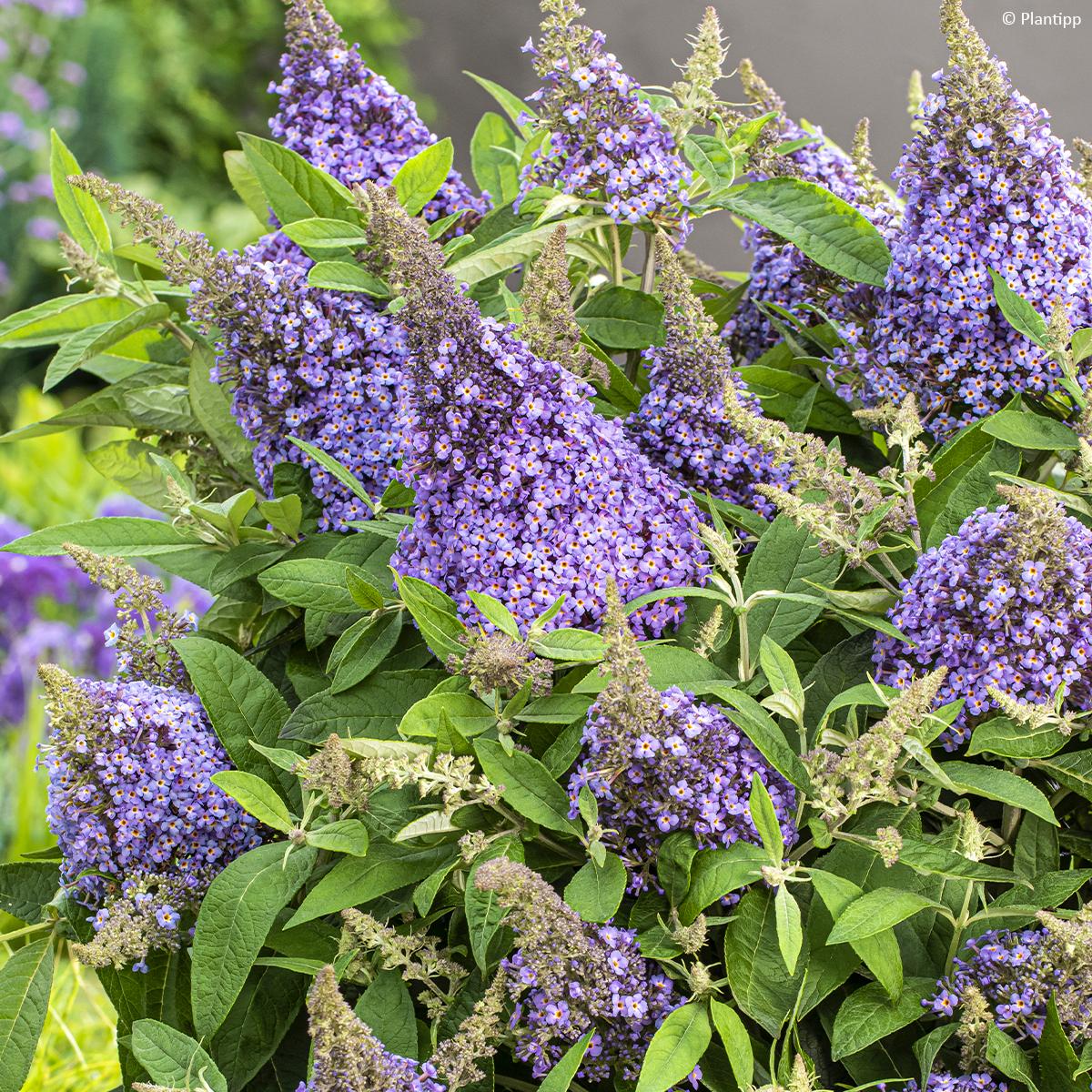Buddleja davidii Butterfly Candy Lila Sweetheart - Arbre aux papillons ...
