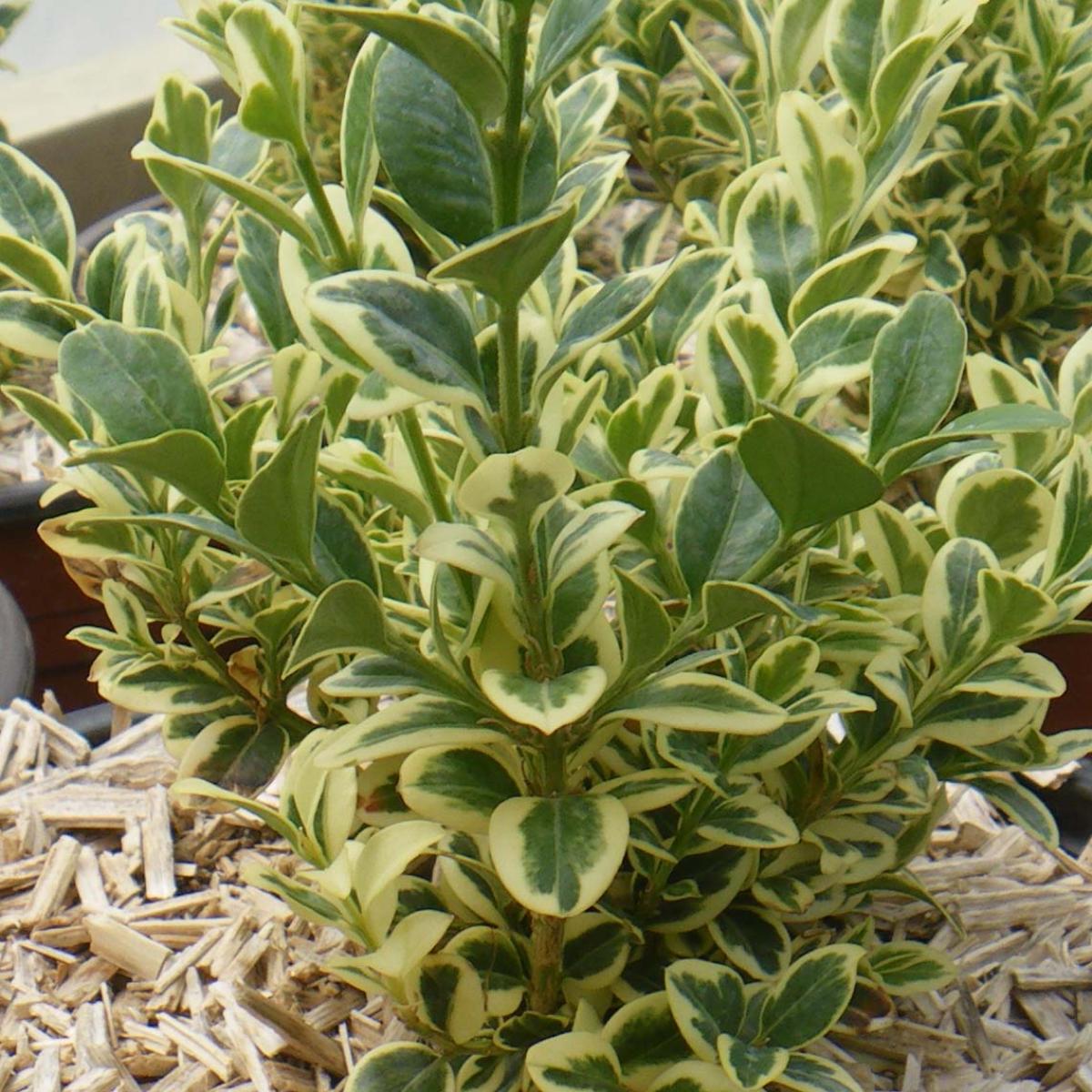 Buxus sempervirens Elegans - Buis commun panaché vert et blanc