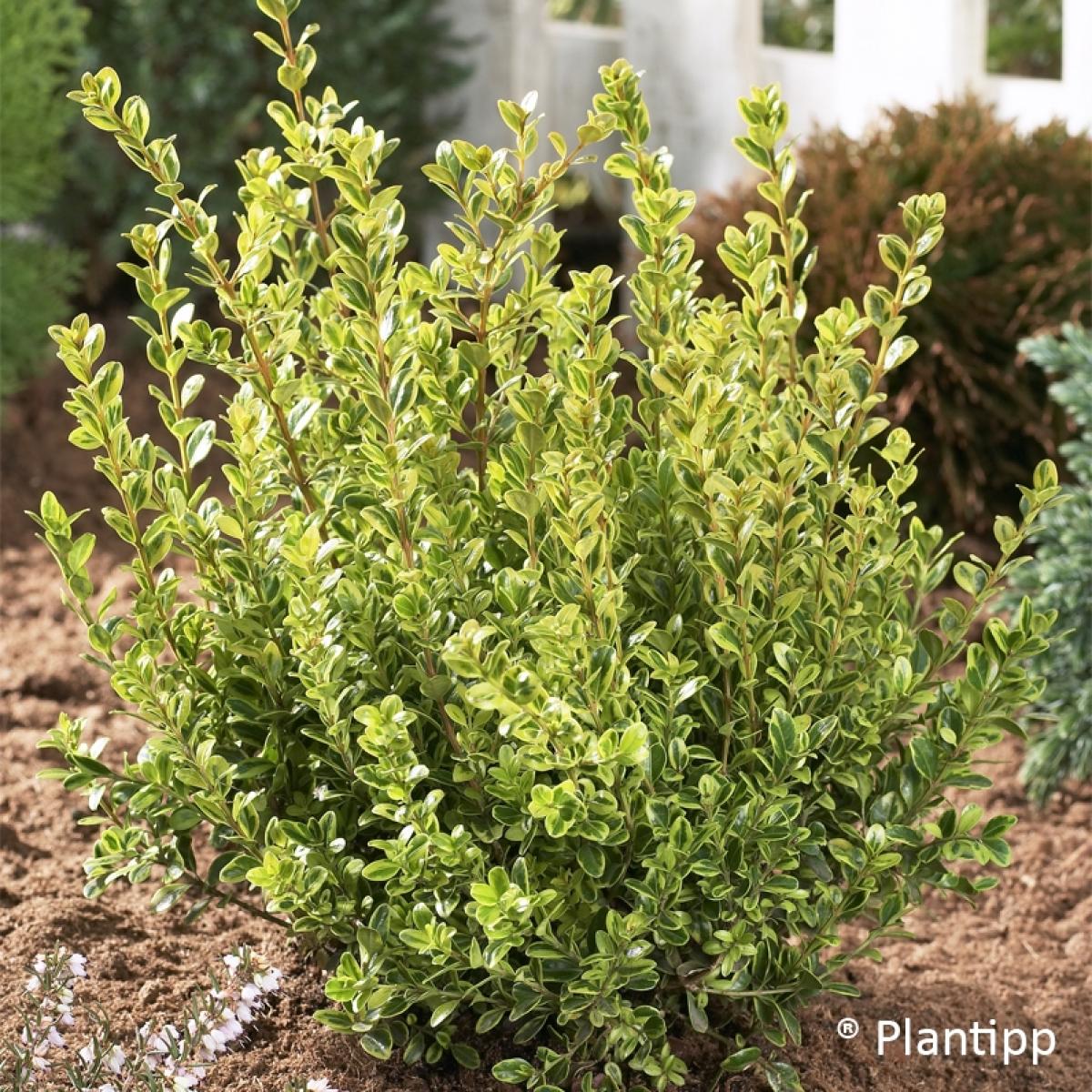 Buxus sempervirens Golden Dream - Buis commun compact à feuillage ...