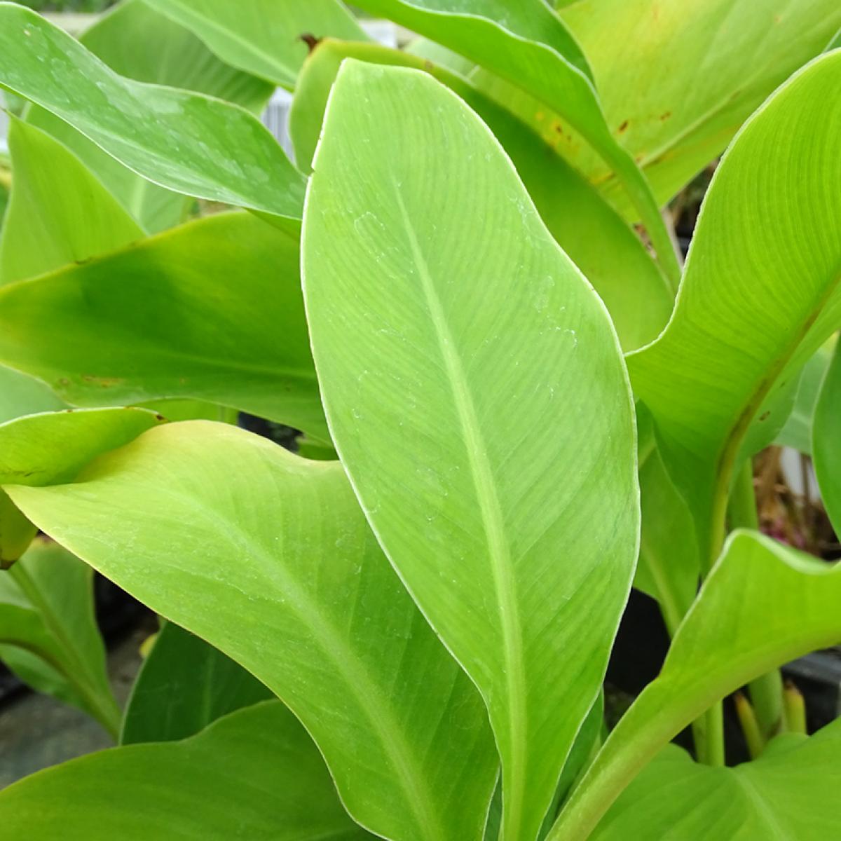 Canna edulis - Canna comestible pour son rhizome - Grande vivace à ...